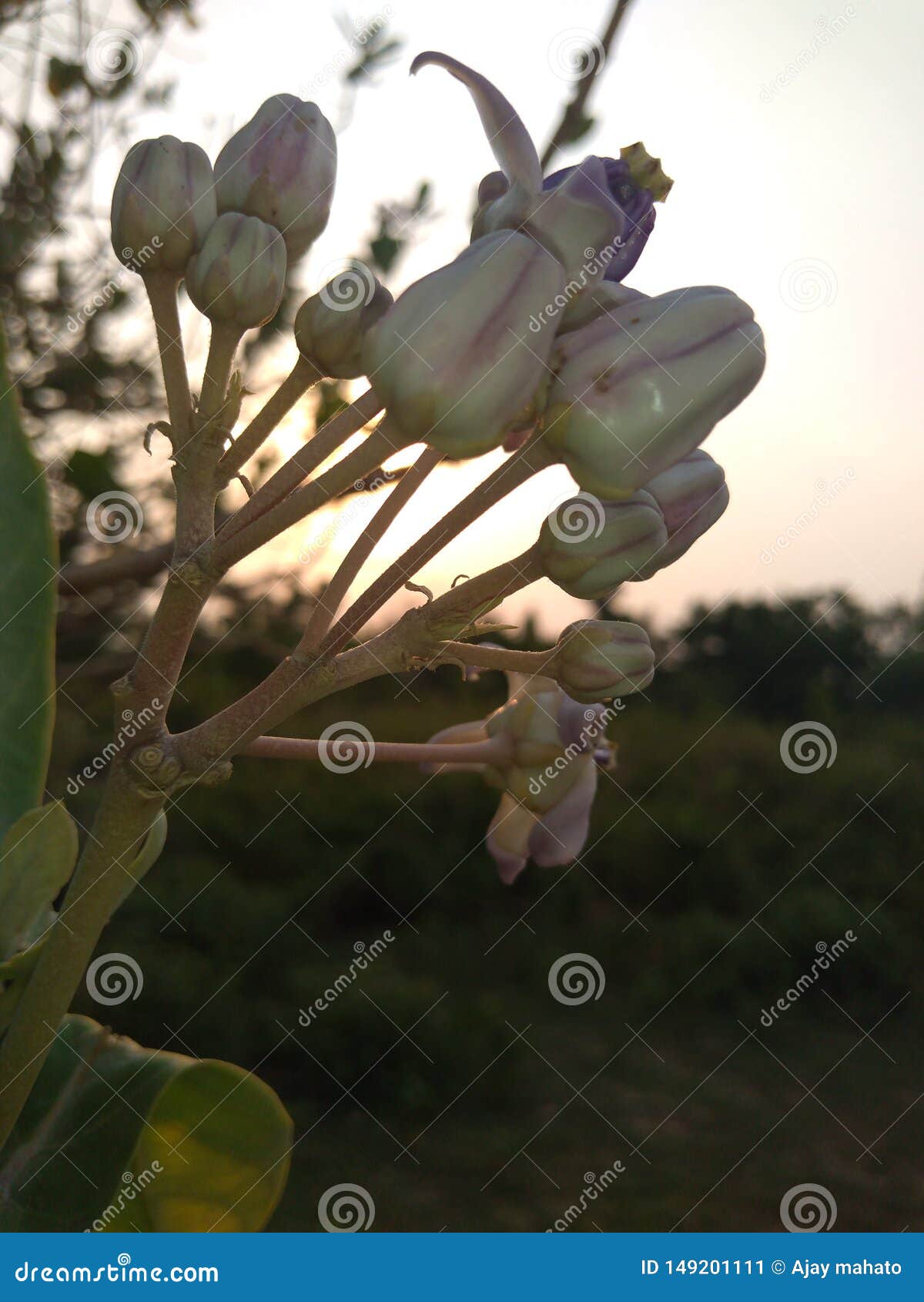 Akan flowers stock image. Image of natural, sunset, flowers - 149201111