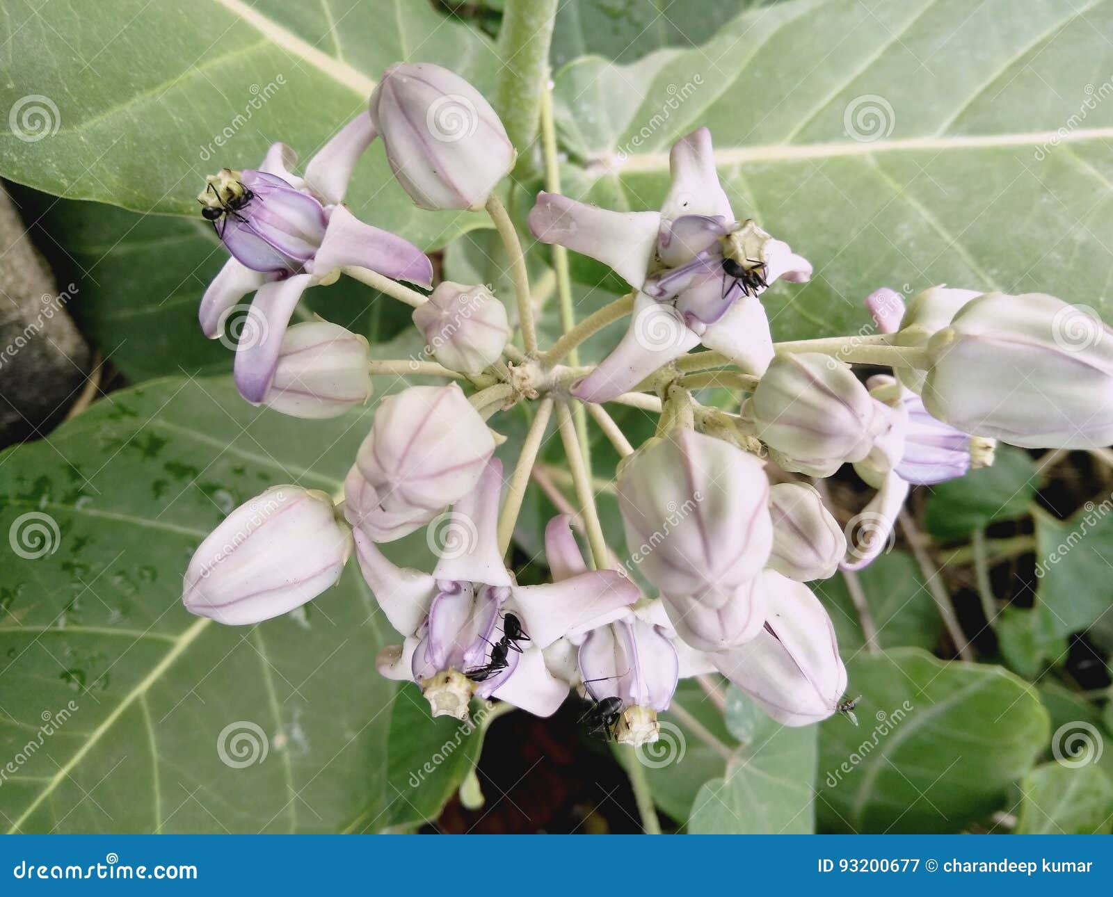 Akand stock image. Image of akand, flower, beautiful - 93200677