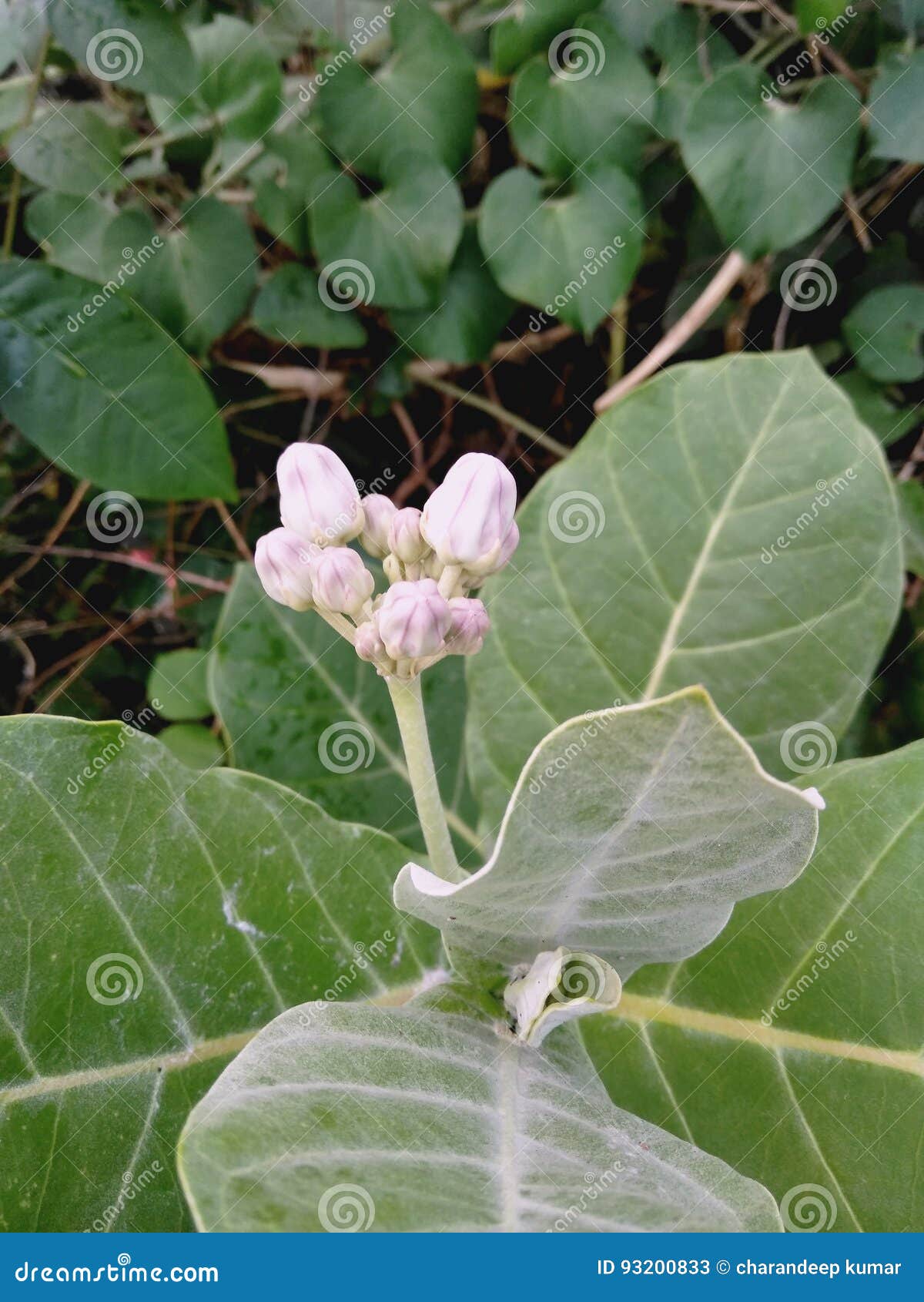 Akand stock image. Image of flower, plant, akand, leaf - 93200833