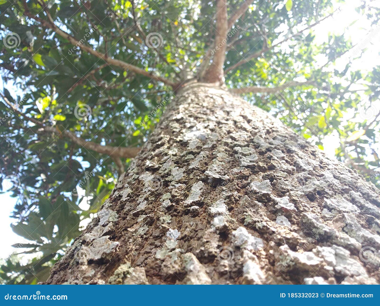 Akasia Tree Sunset stock image. Image of akasia, forest - 185332023