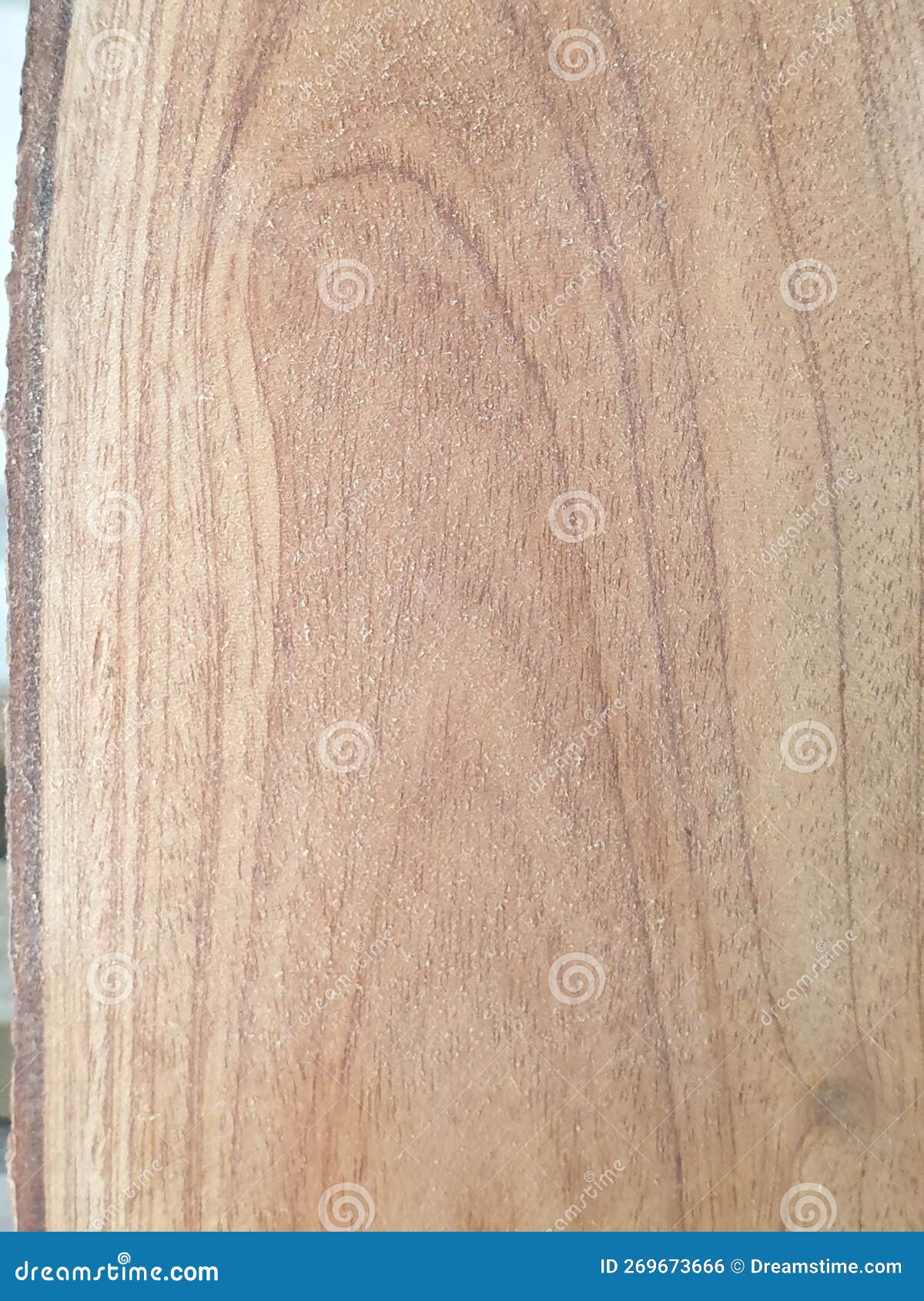 Akasia wood texture detail stock photo. Image of akasia - 269673666