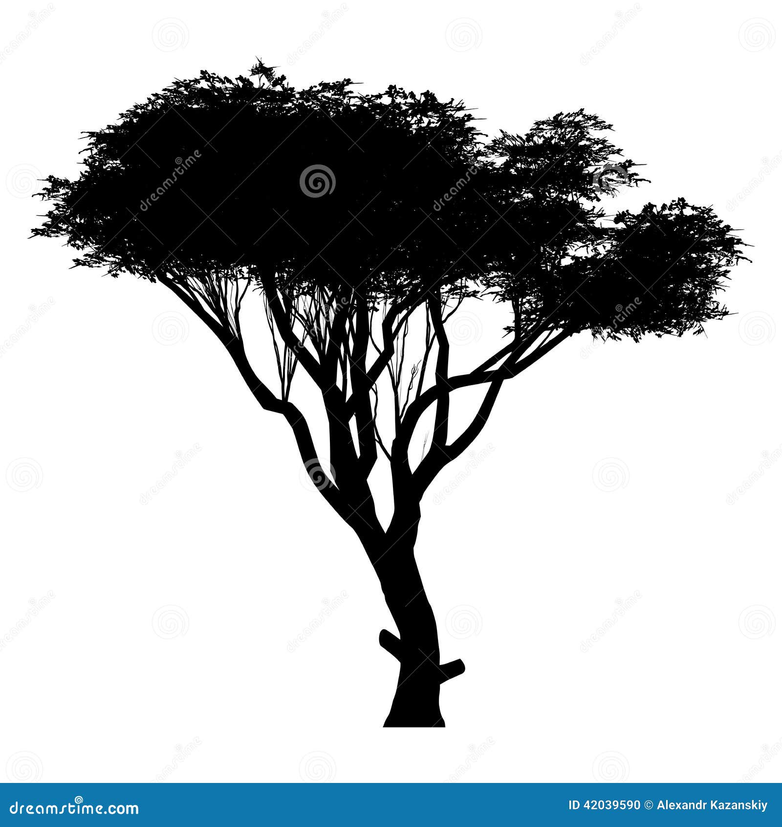 Akazie vektor abbildung. Illustration von blatt, anstrich - 42039590