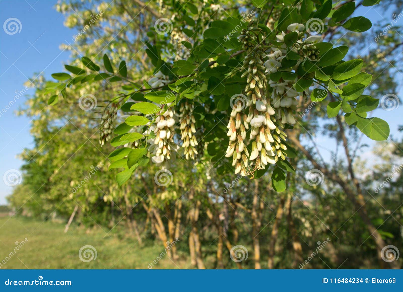 Akazienbäume Mit Weißen Blumen Stockfoto - Bild von frühling, draussen ...