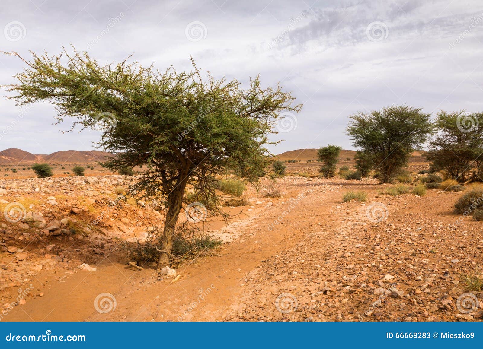 Akazienbaum in Der Sahara-Wüste Stockbild - Bild von frech, frisch ...