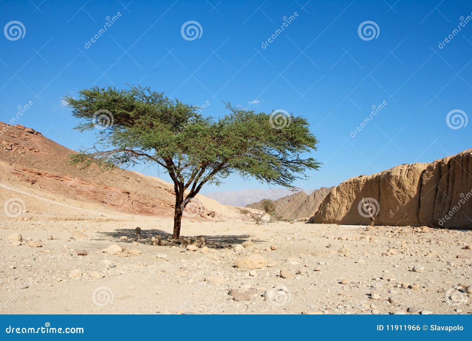 Akazienbaum in der Wüste stockfoto. Bild von bunt, hell - 11911966