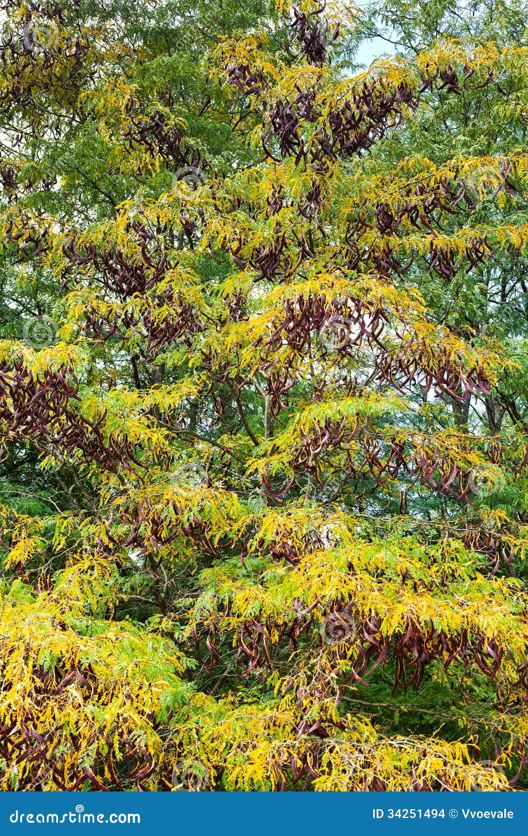 Akazienbaum im Herbst stockfoto. Bild von laubwerk, laub - 34251494