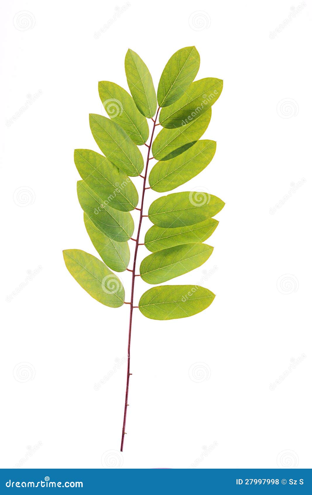 Akazienblatt stockfoto. Bild von getrennt, nahaufnahme - 27997998