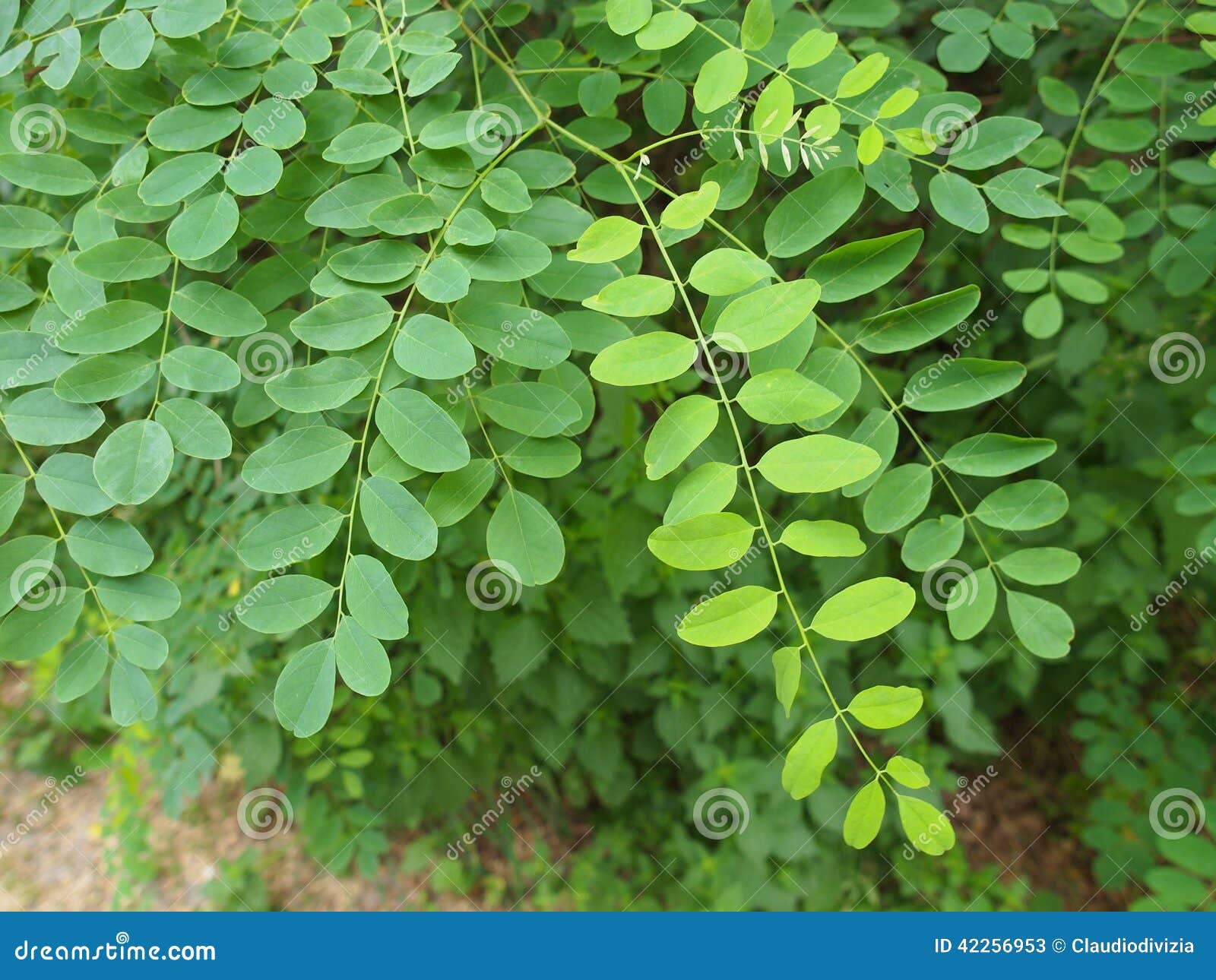 Akazienblatt stockbild. Bild von pflanzen, dorn, akazie - 42256953