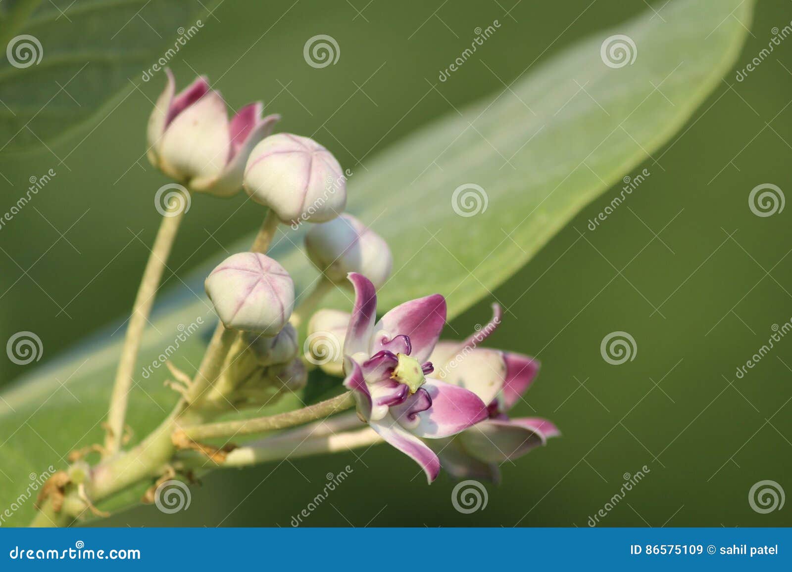 Akdo stock image. Image of indian, hanumans, flowers - 86575109