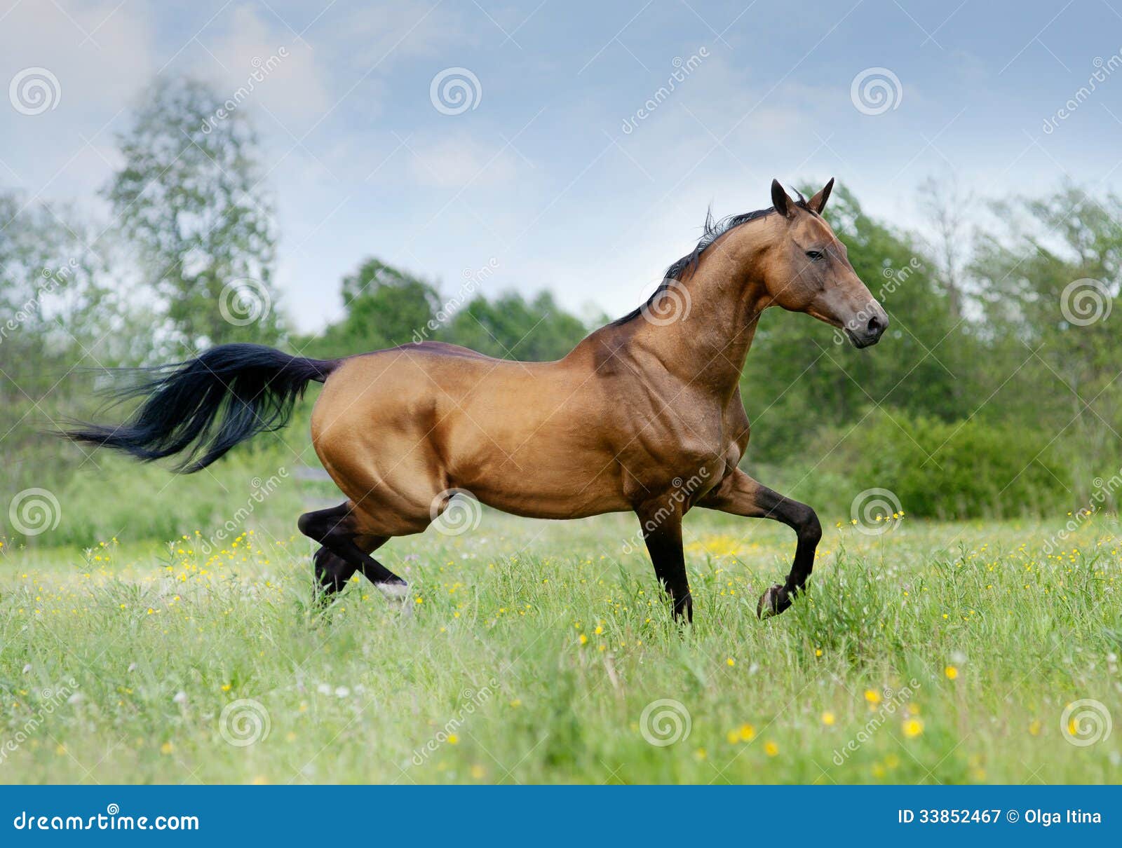 Akhal-teke horse stock image. Image of power, freedom - 33852467