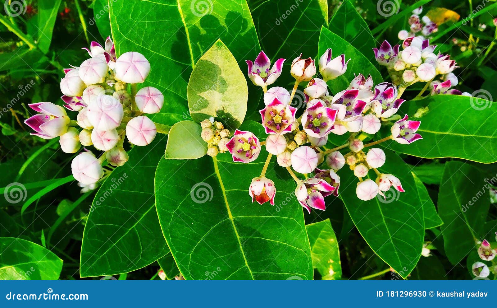Akhon flower in stock photo. Image of akhon, flower - 181296930