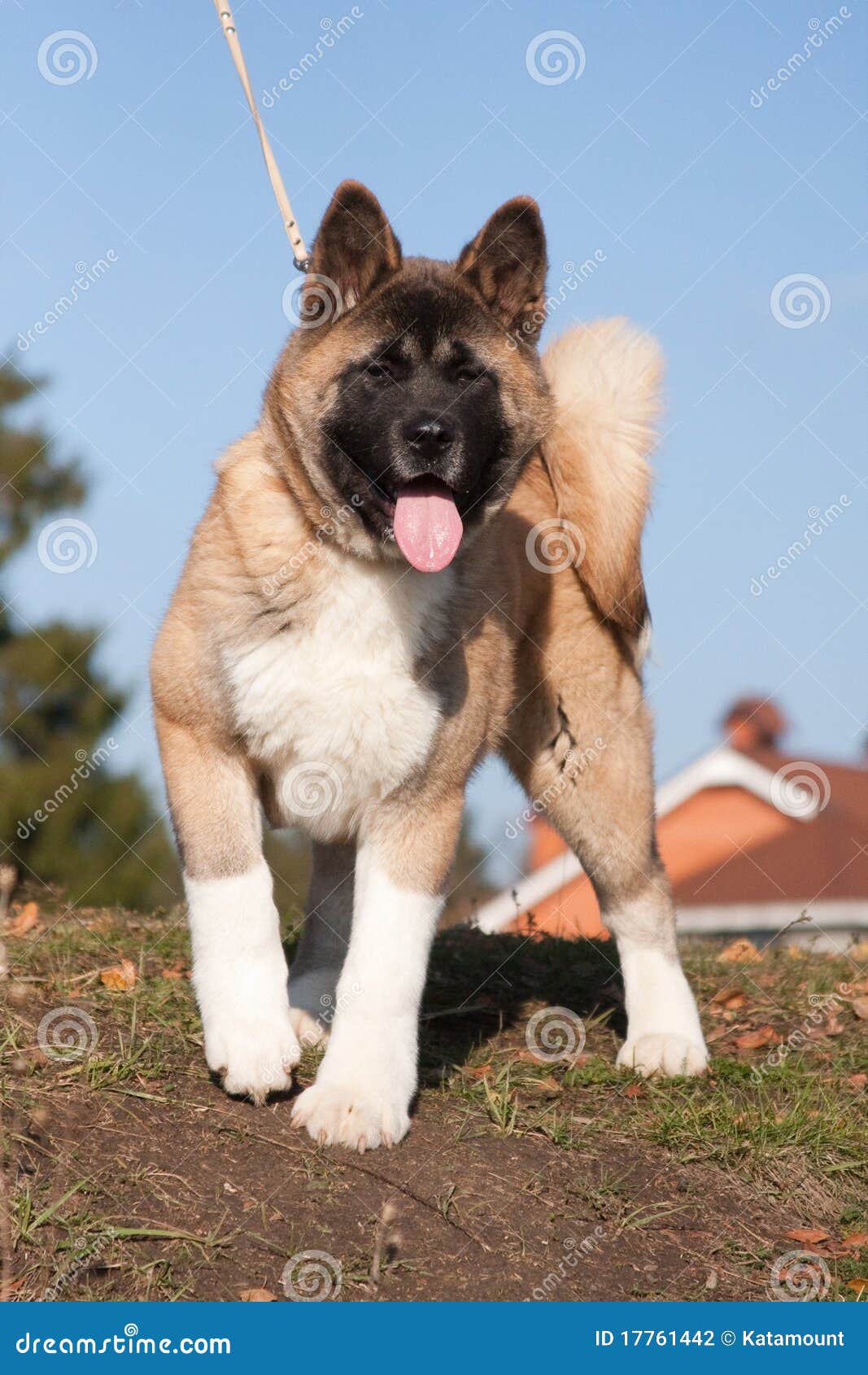 Akita_2 stock photo. Image of hound, akita, spitz, partner - 17761442