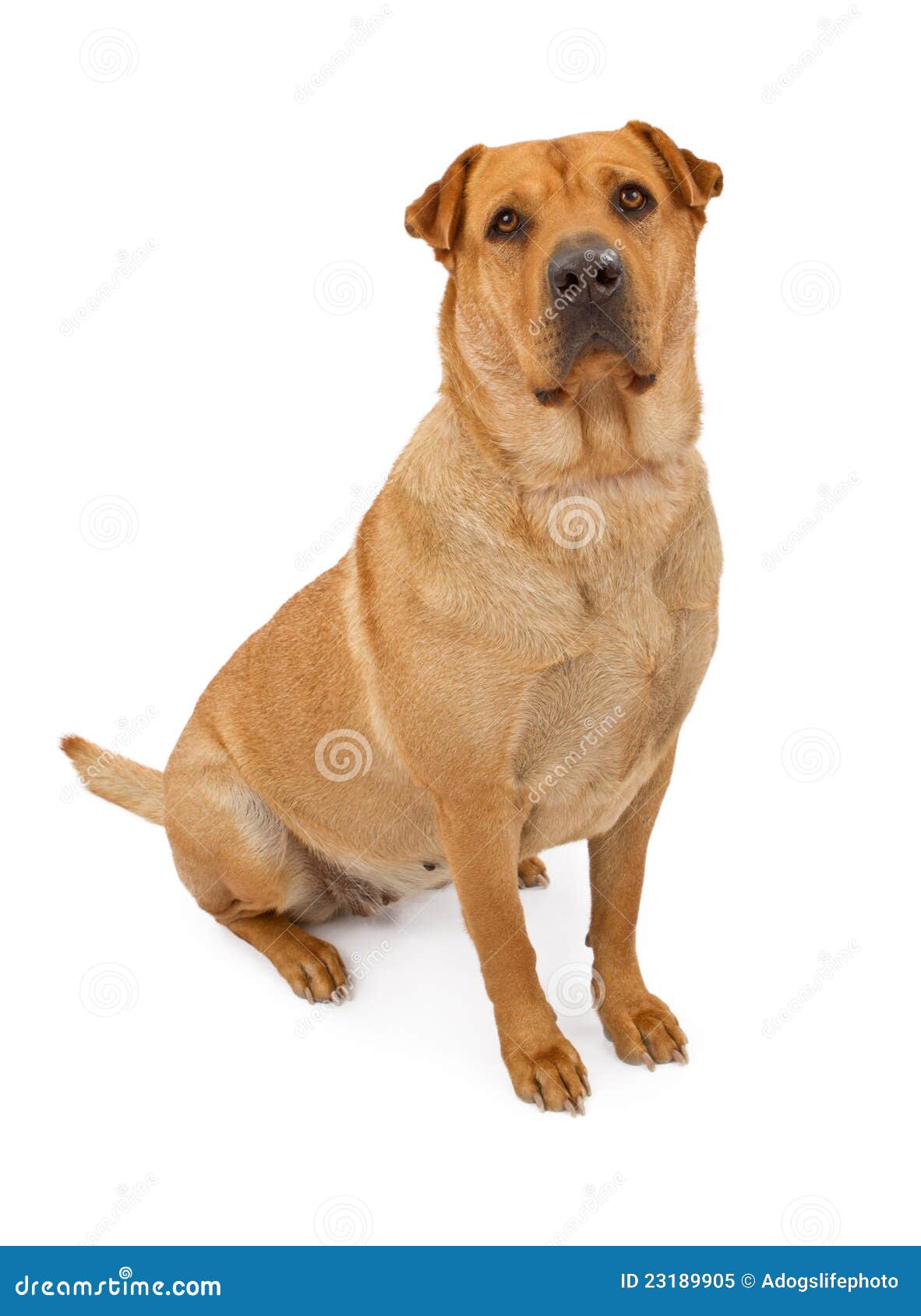 Akita E Cão Da Mistura De Shar-Pei Imagem de Stock - Imagem de soprado ...