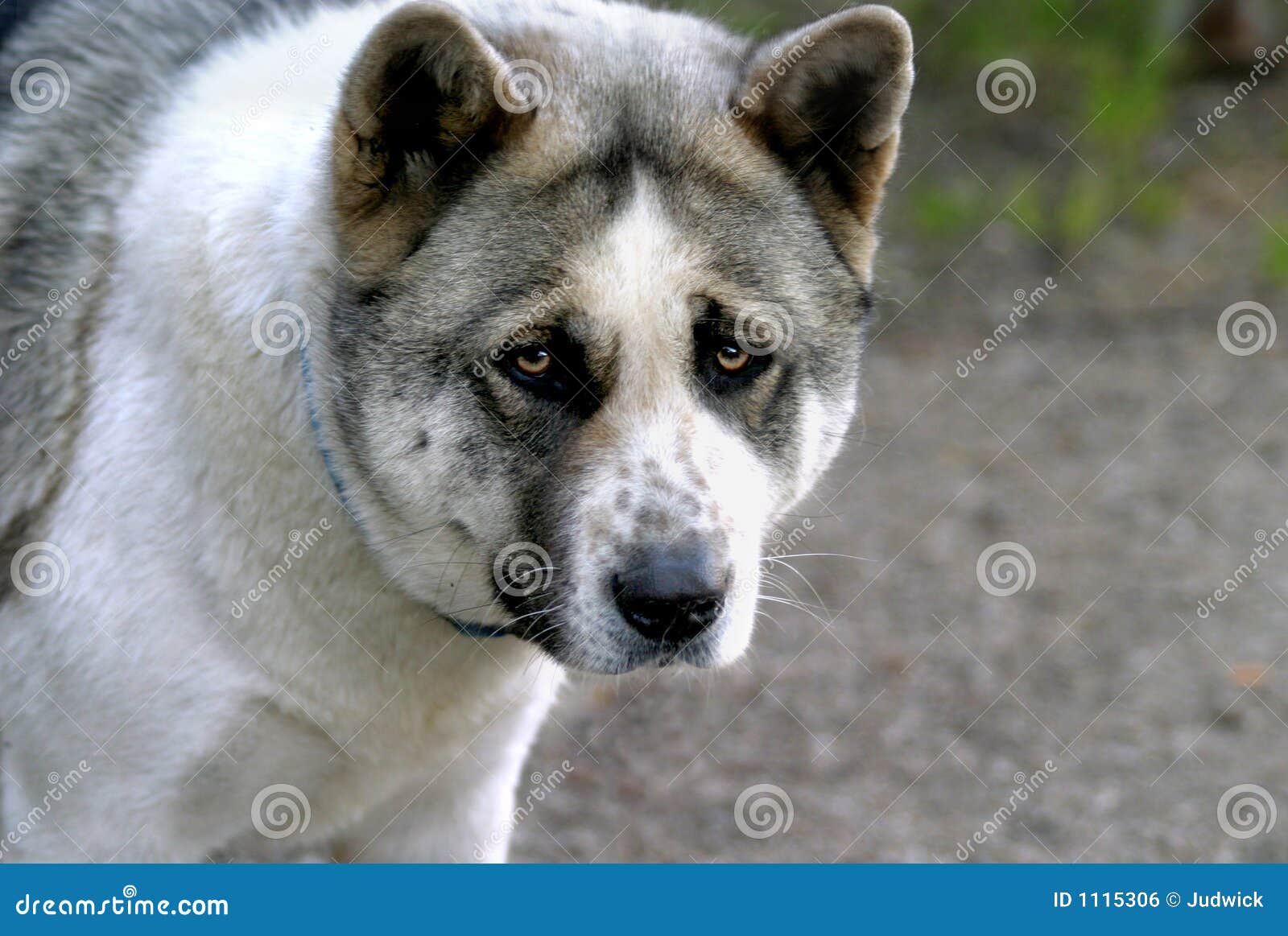 Akita Face stock photo. Image of akita, breed, outdoors - 1115306
