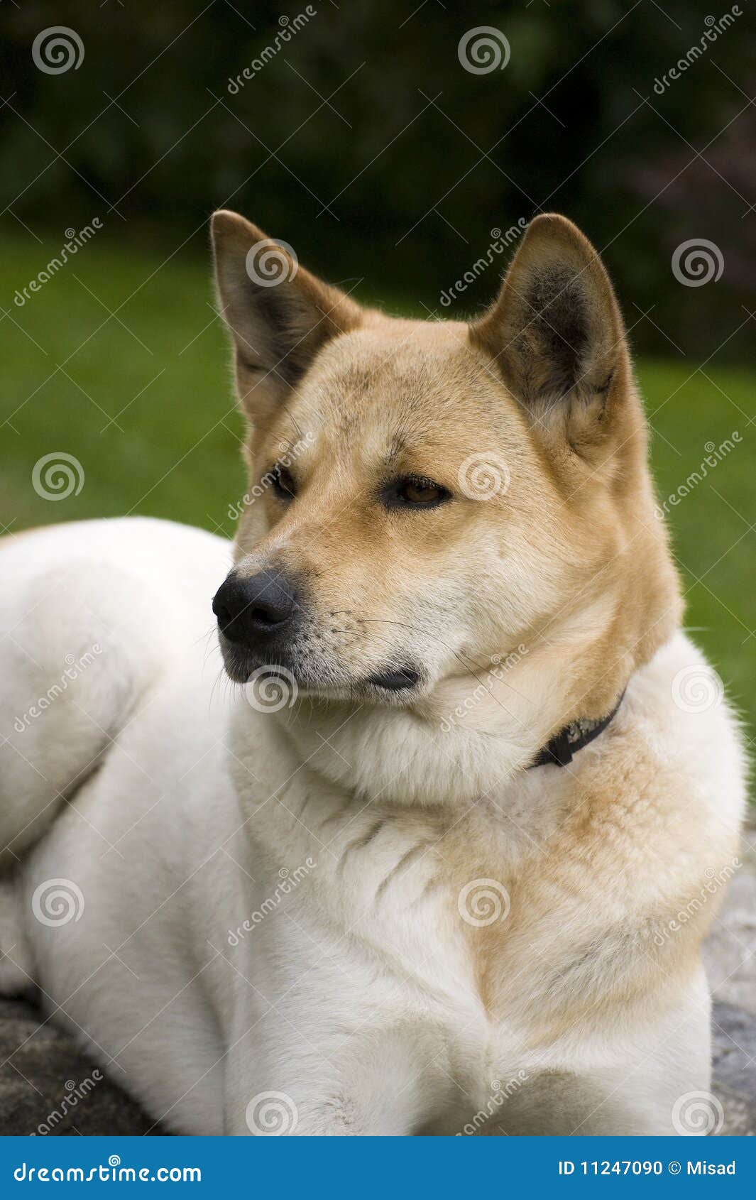 Akita Inu stock photo. Image of looking, moss, canine - 11247090