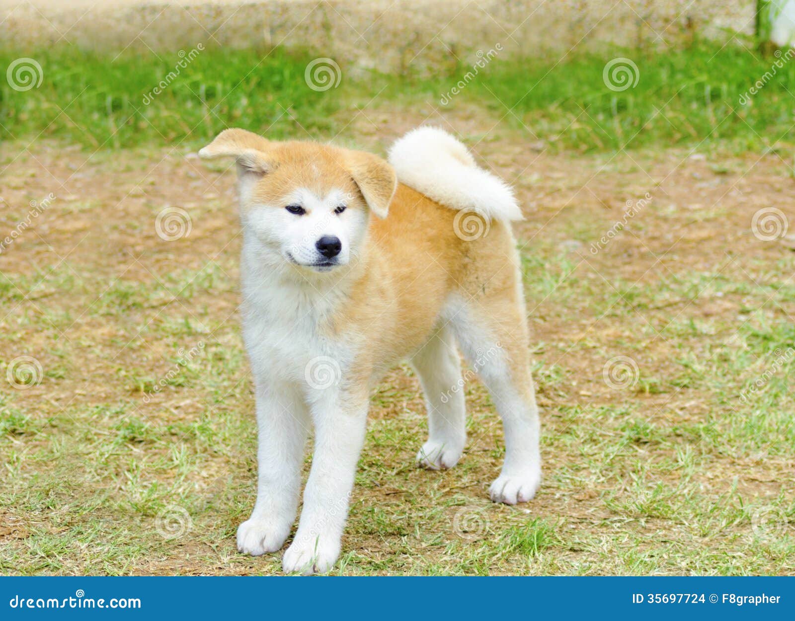 Akita Inu foto de archivo. Imagen de arrogante, salud - 35697724