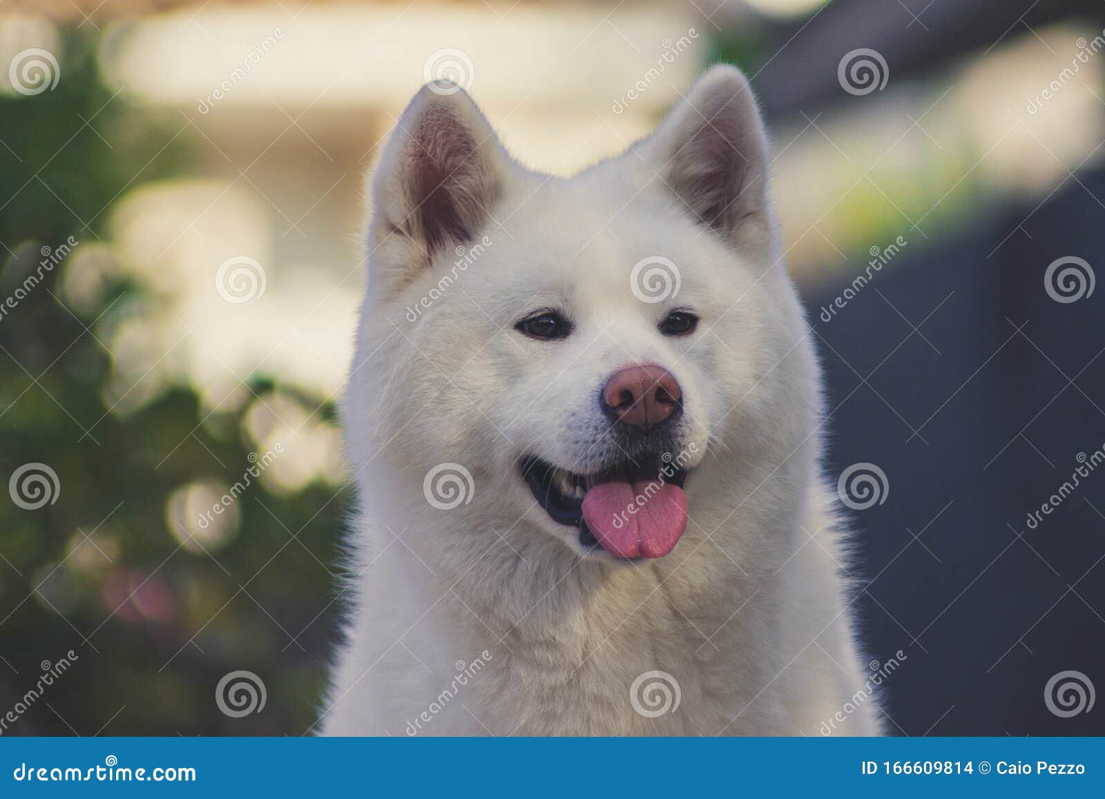 Happy Akita Inu Dog stock photo. Image of japan, breed - 166609814