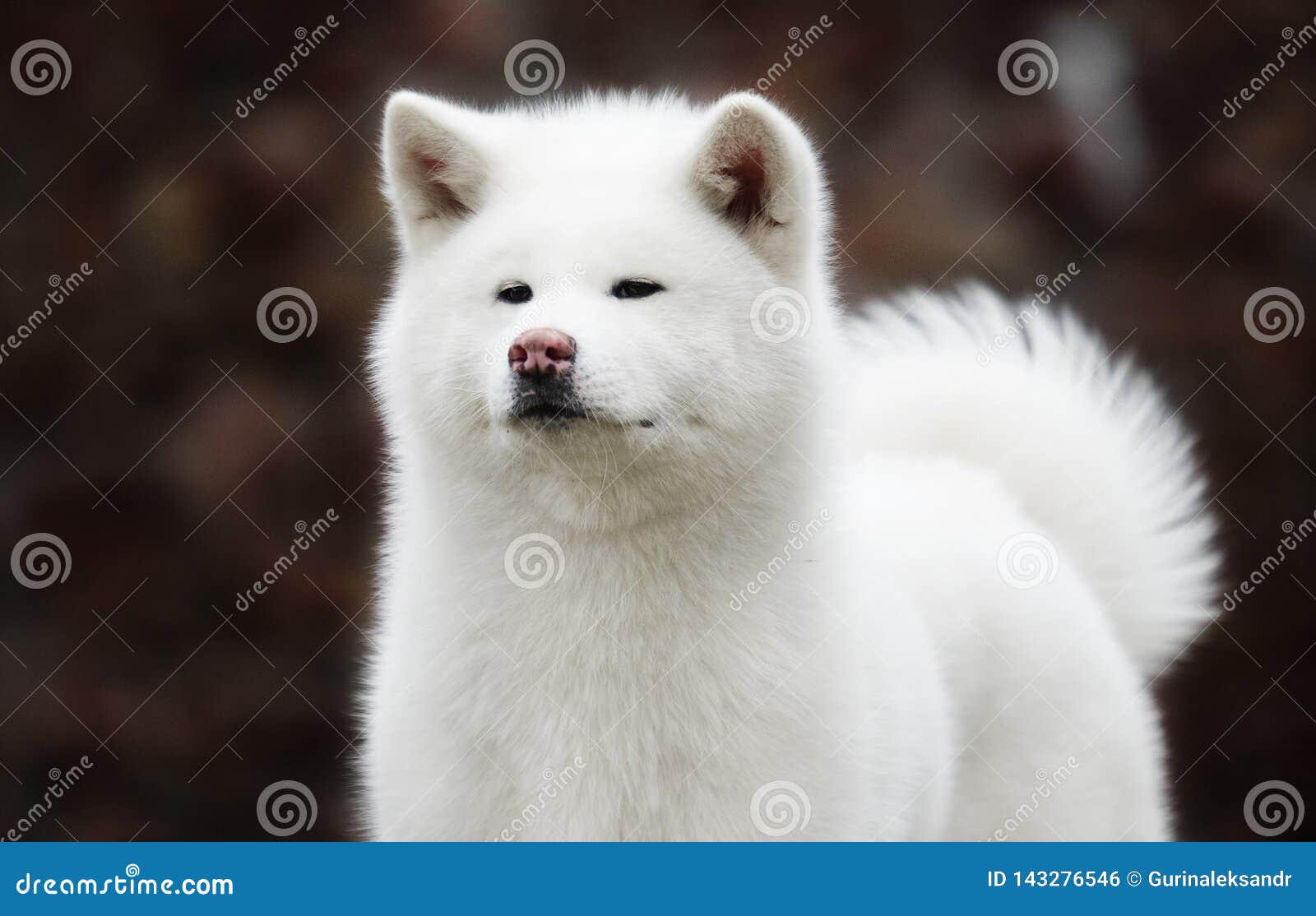 Akita inu dog portrait stock photo. Image of purebred - 143276546