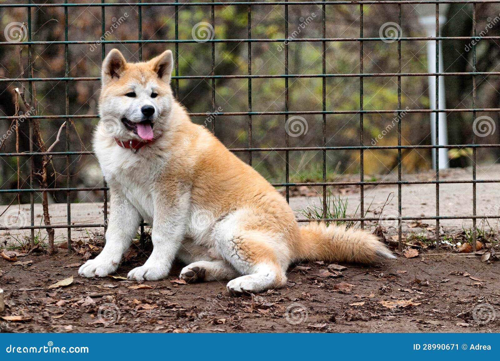 Akita Inu Female Stock Image - Image: 28990671