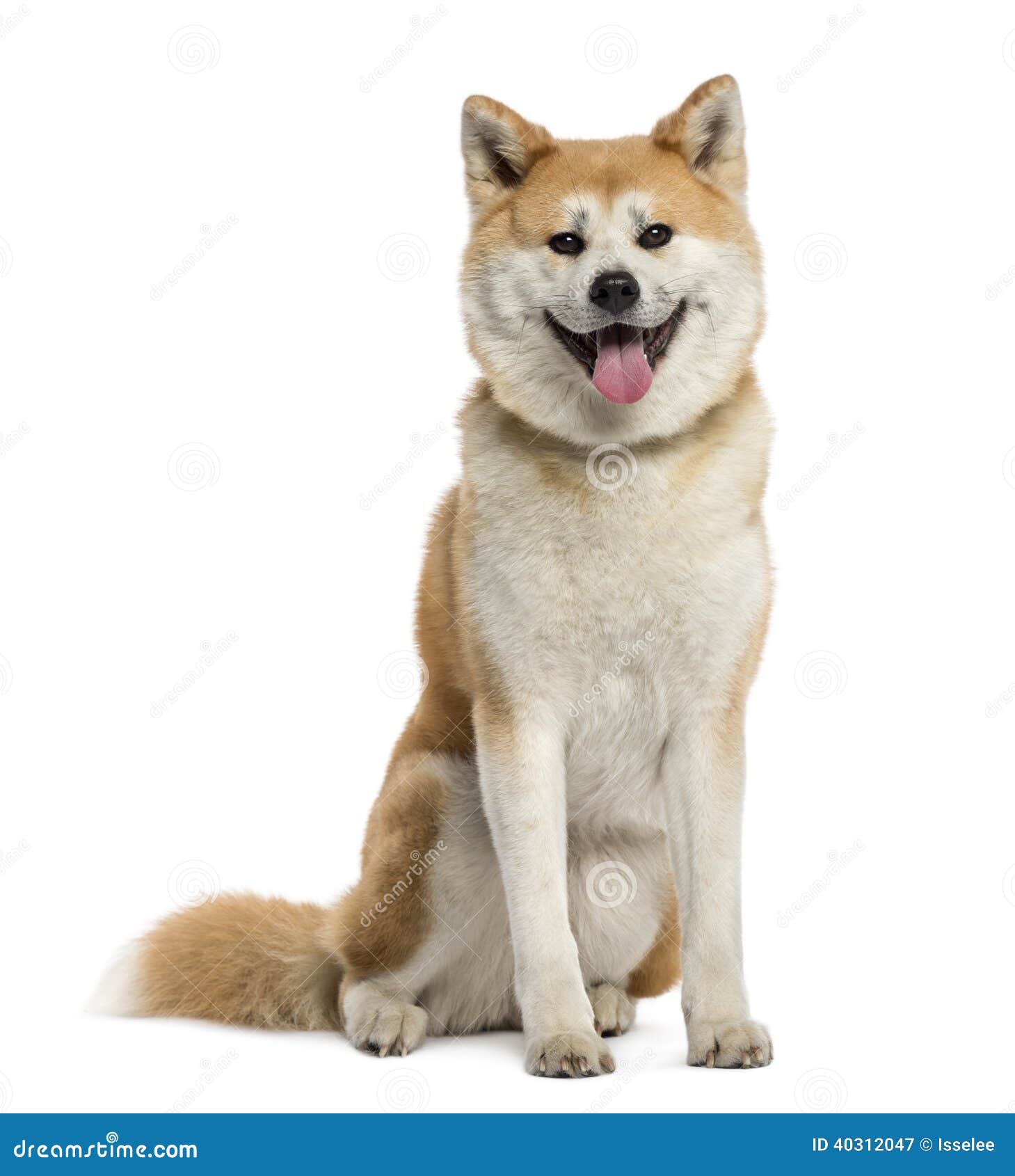 Akita Inu Stock Photography | CartoonDealer.com #48805898