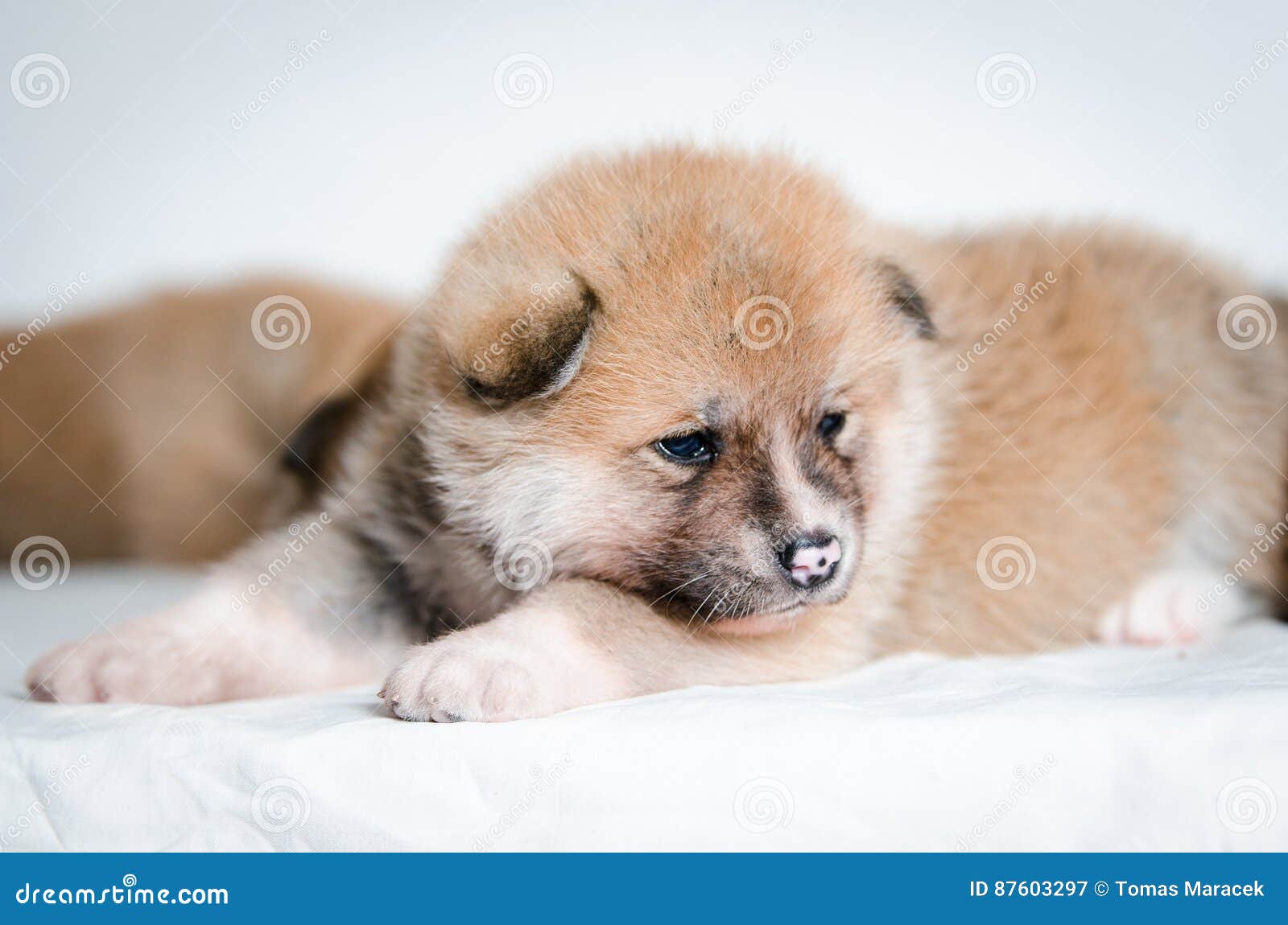 Akita inu puppies stock image. Image of color, outdoor - 87603297