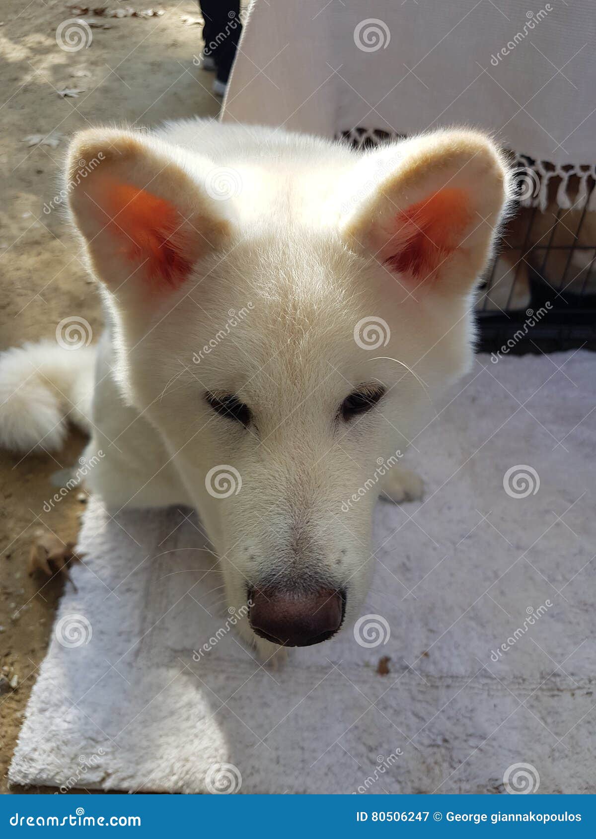 Akita inu stock image. Image of akita, white, small - 80506247