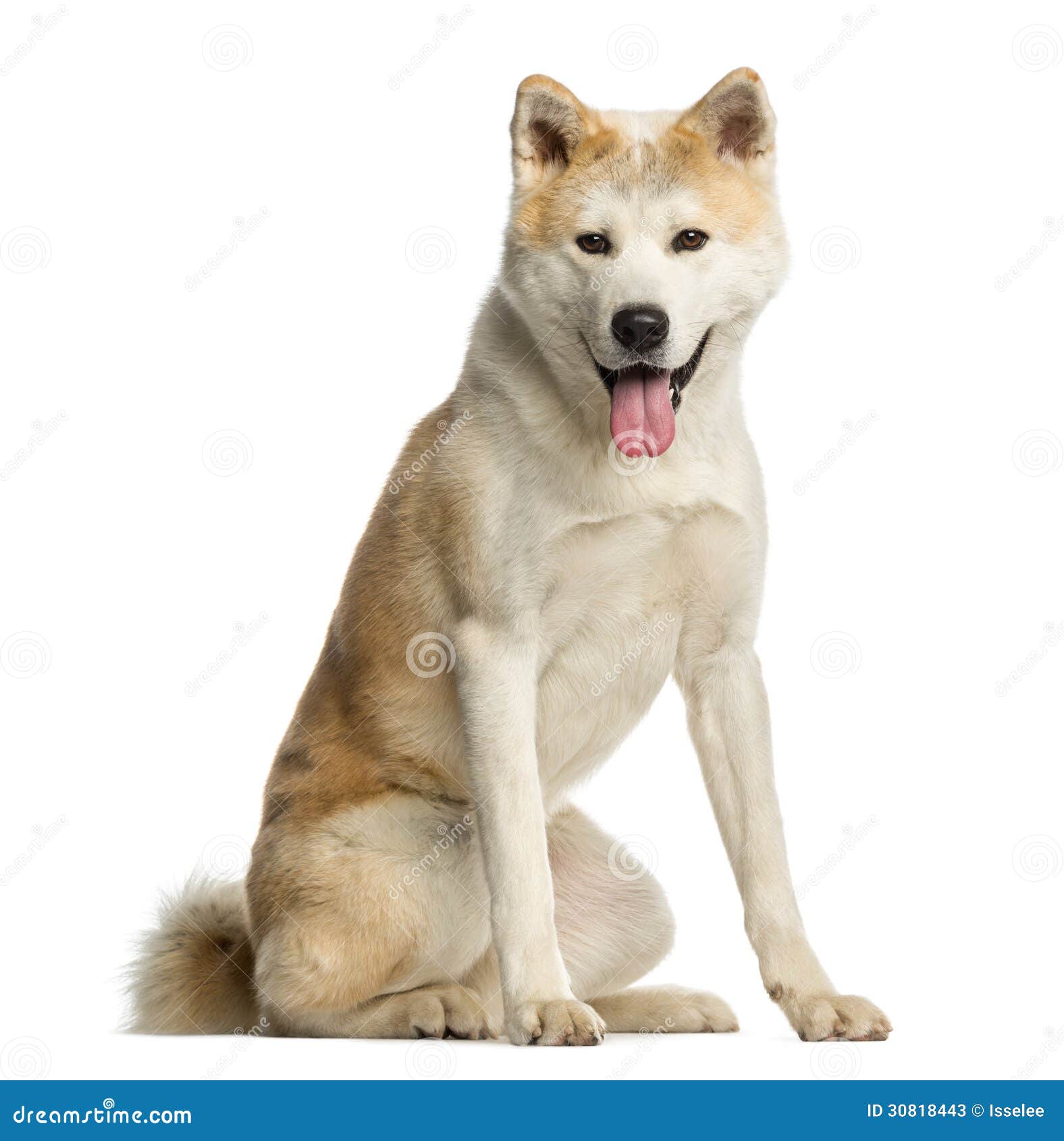 Akita Inu, 2 Years Old, Sitting and Panting Stock Image - Image of ...