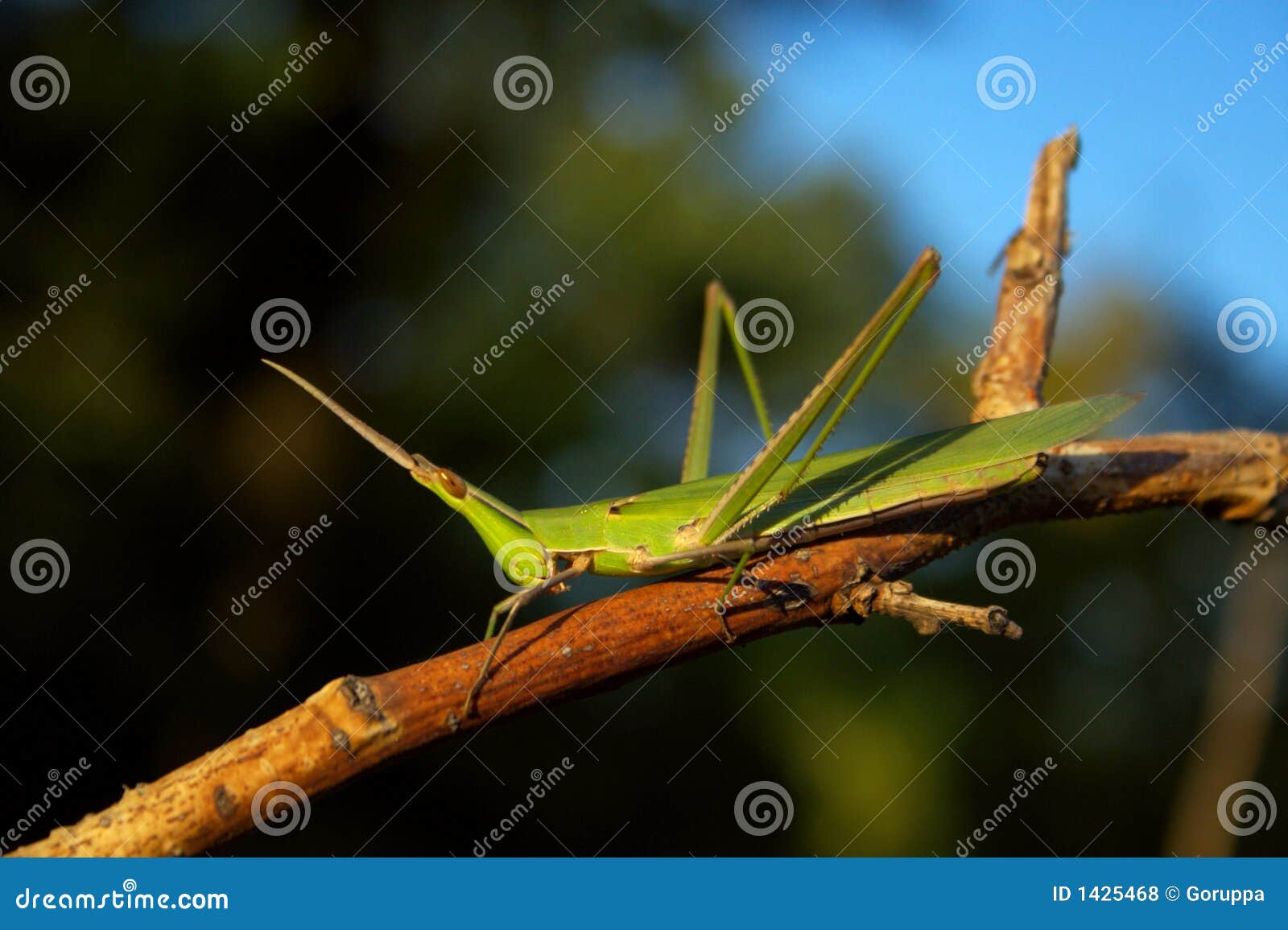 Akrida,Acridoidea. stock photo. Image of locust, acridoidea - 1425468