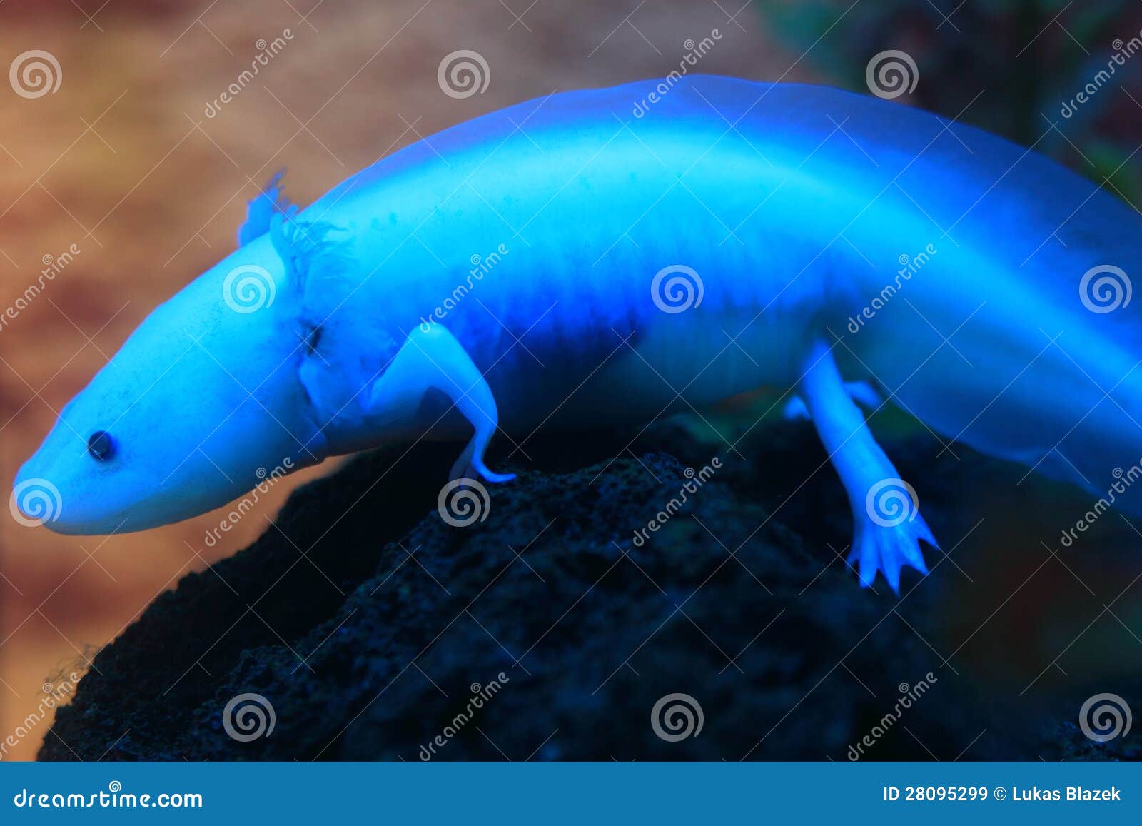 Aksolotl obraz stock. Obraz złożonej z natura, meksyk - 28095299