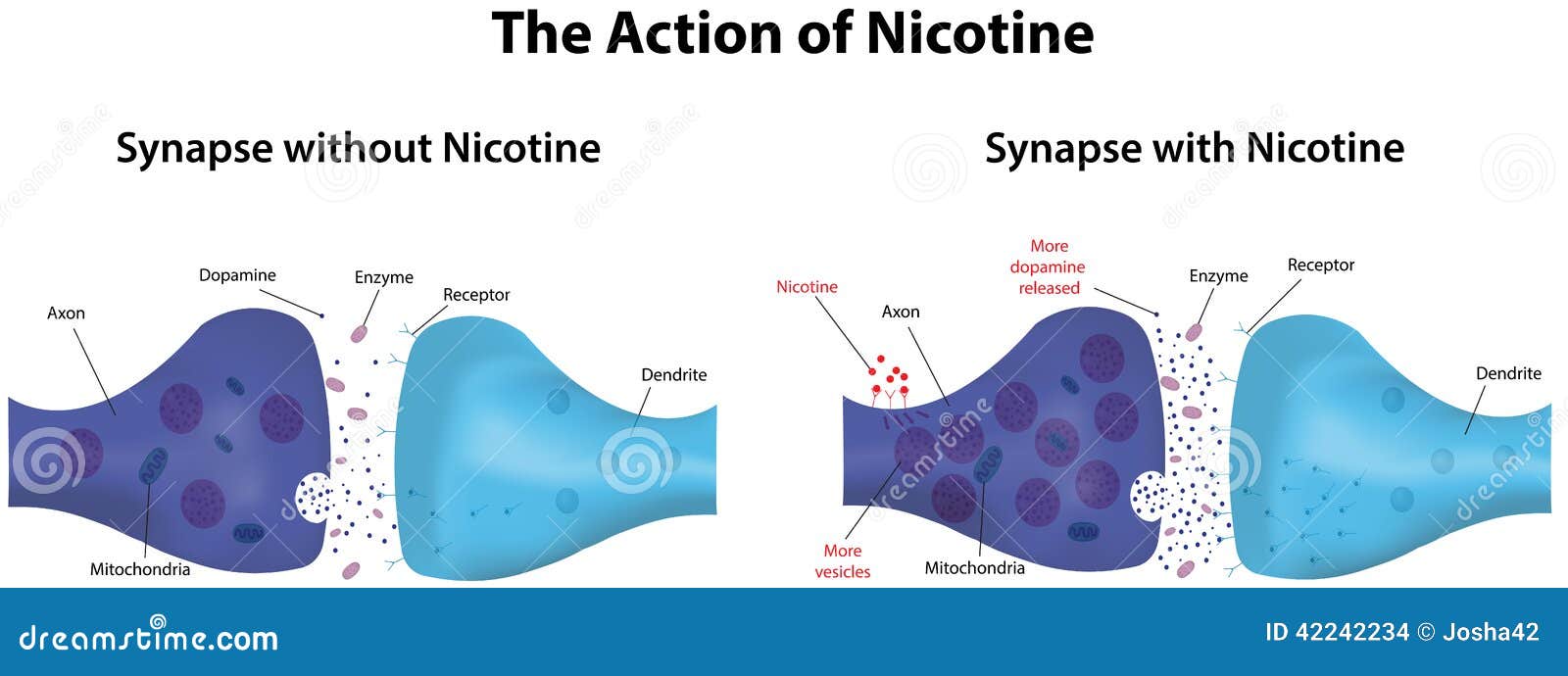 Aktion des Nikotins vektor abbildung. Illustration von drogen - 42242234