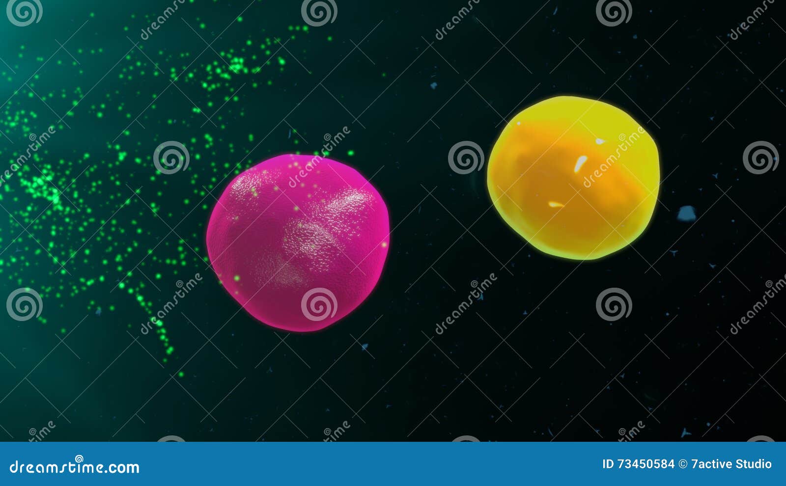 Aktivera T-celler Och B-celler Stock Illustrationer - Illustration av ...