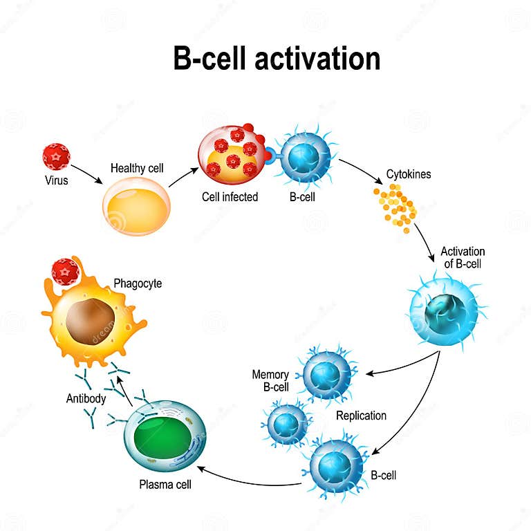 Aktivering Av B-cell Leukocyt Vektor Illustrationer - Illustration av ...