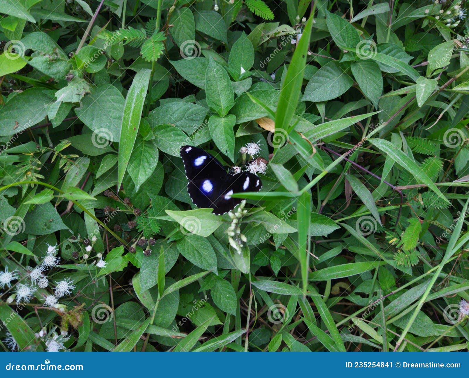 Akuma. black butterfly stock image. Image of butterfly - 235254841