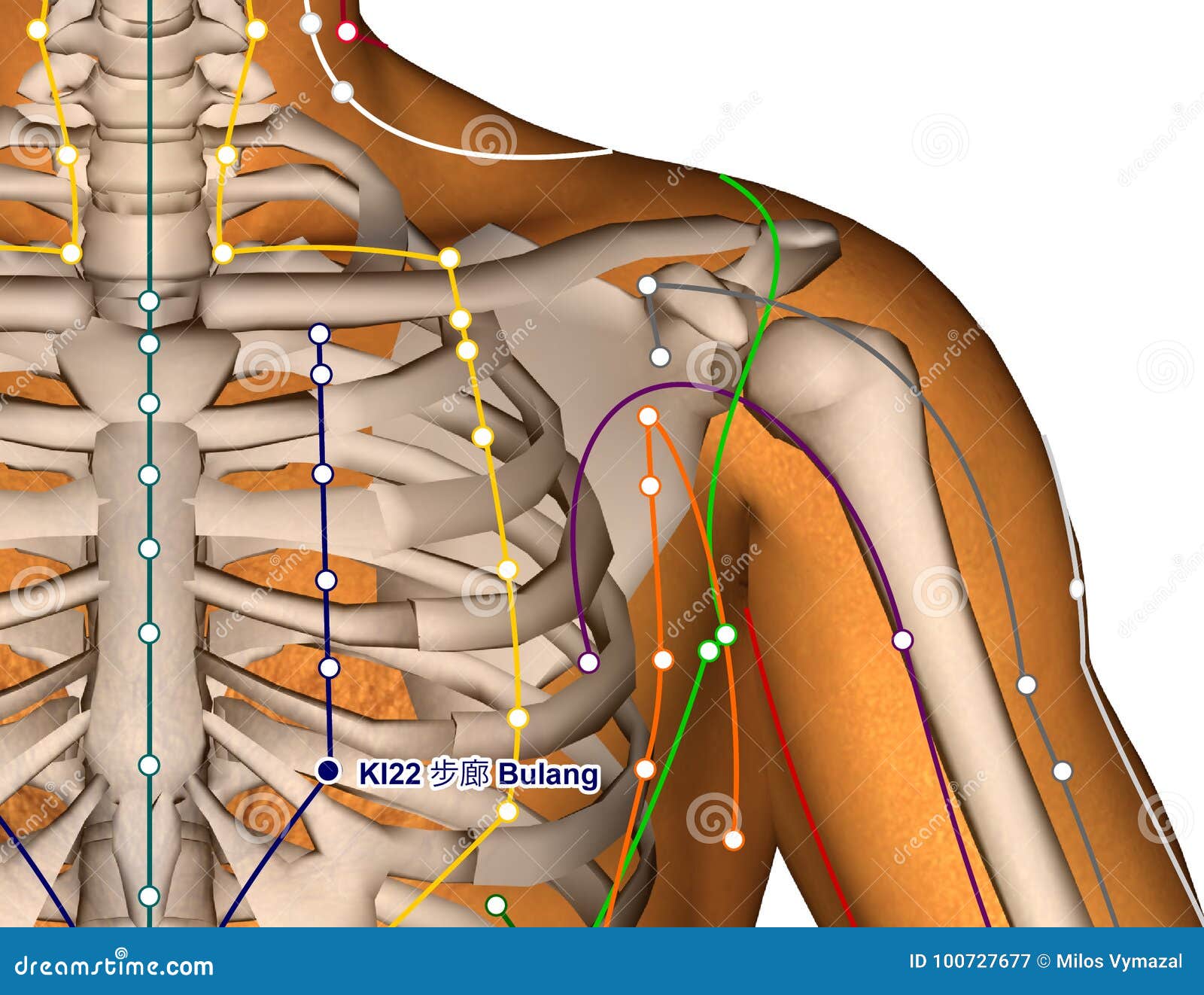 Akupunkturpunkt KI22 Bulang, Illustration 3D Stock Illustrationer ...
