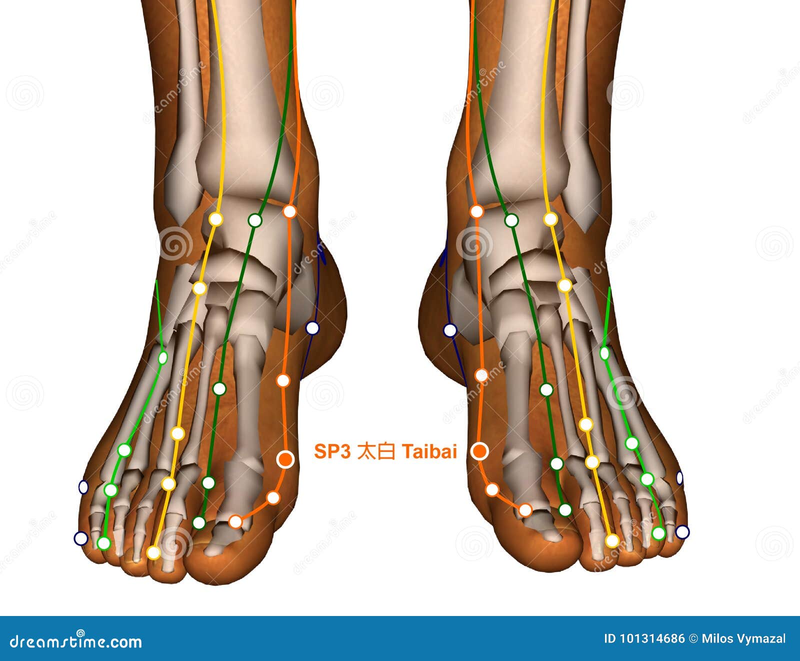 Akupunkturpunkt SP3 Taibai, Illustration 3D Stock Illustrationer ...