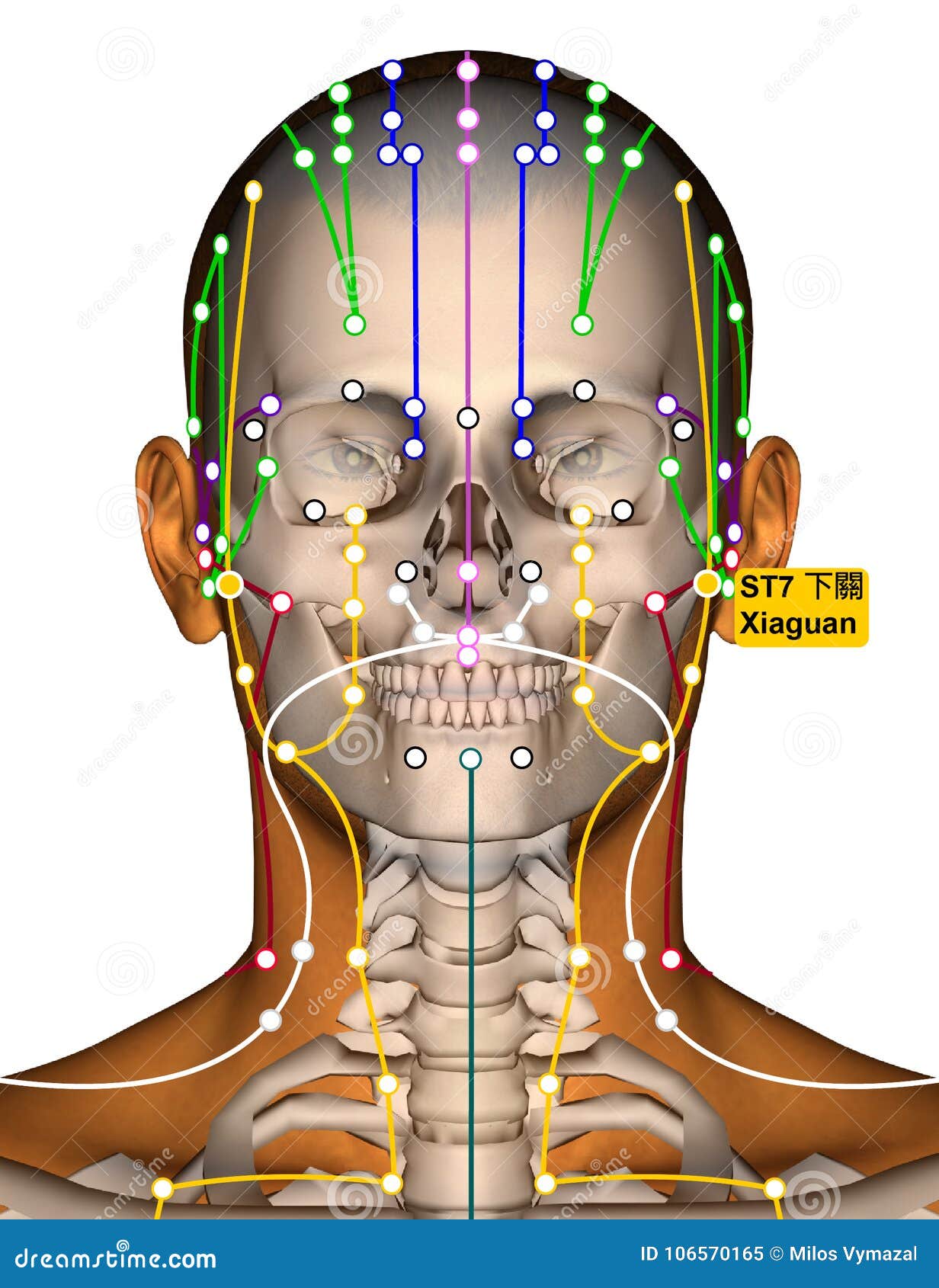 Akupunkturpunkt ST7 Xiaguan, Magemeridian Stock Illustrationer ...
