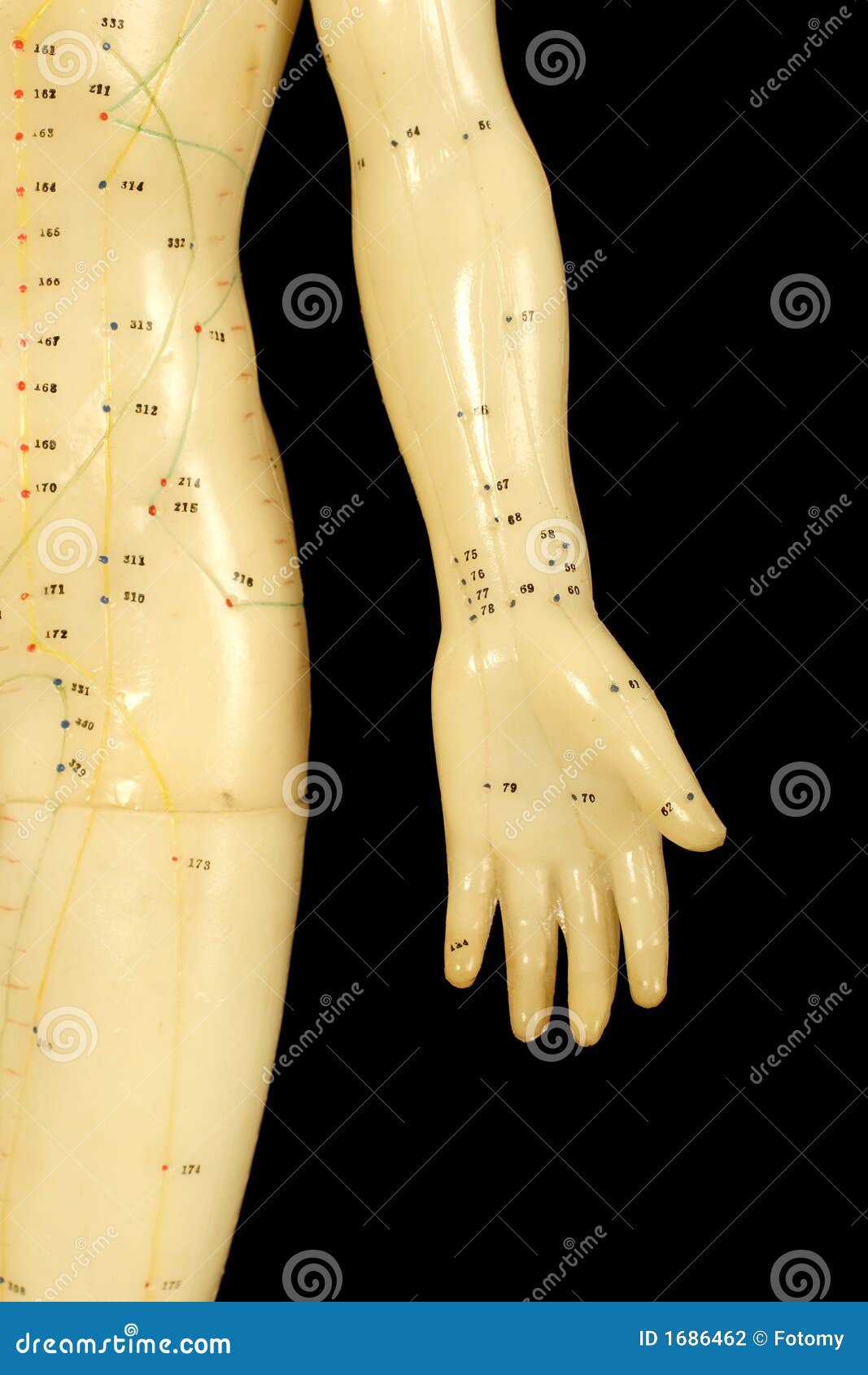 Akupunkturpunkter arkivfoto. Bild av falskt, kines, meridianer - 1686462