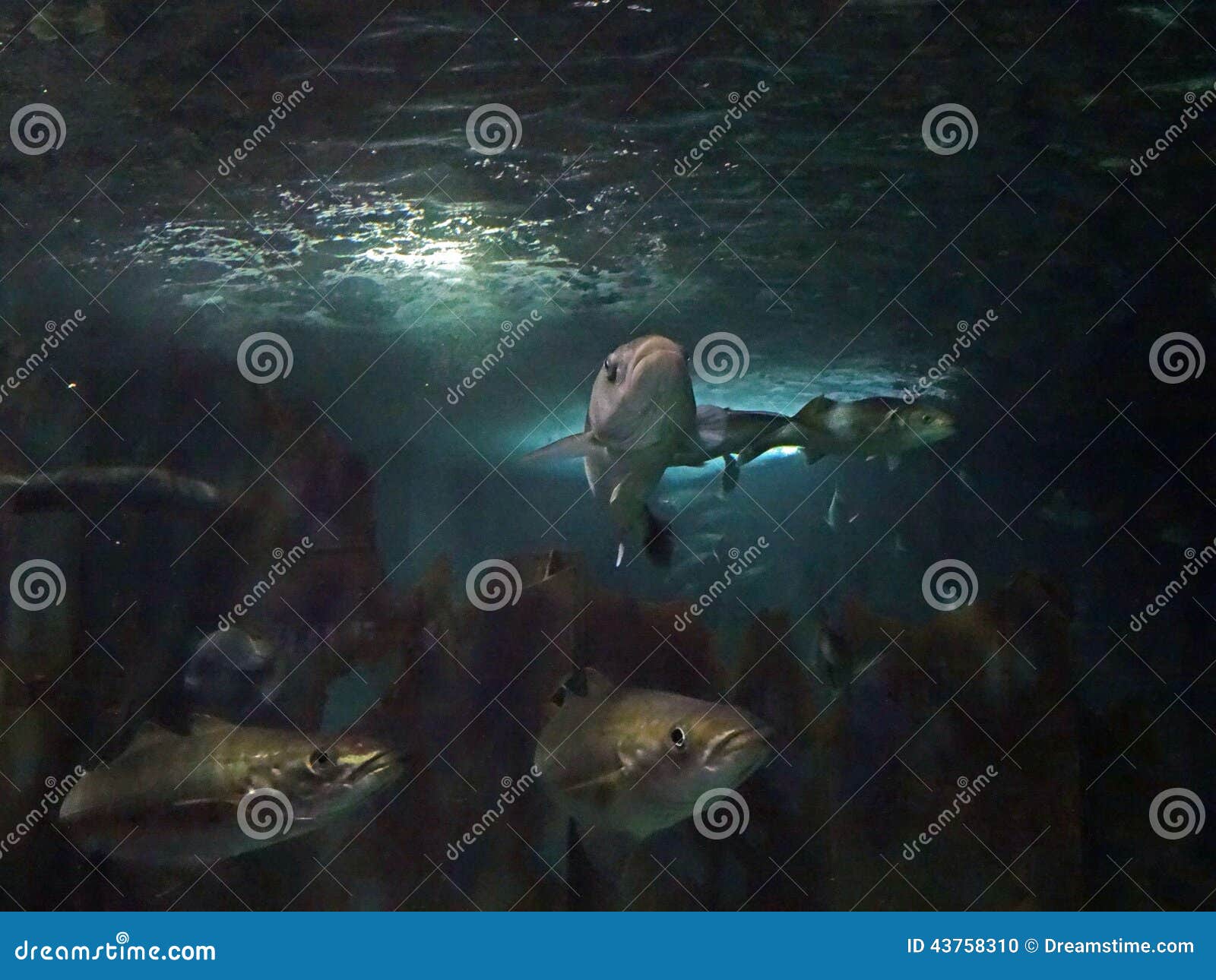 Akvarium arkivfoto. Bild av fenor, simning, akvarium - 43758310