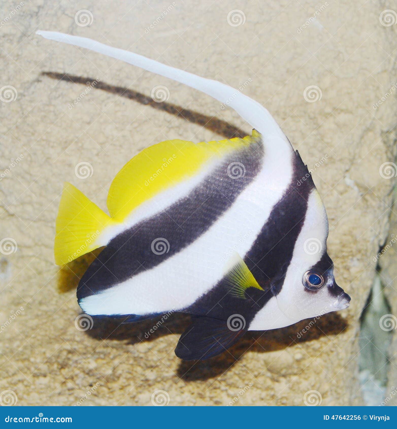 Akwarium Czarny Rysunku Ryba Linia Biel Zdjęcie Stock - Obraz złożonej ...