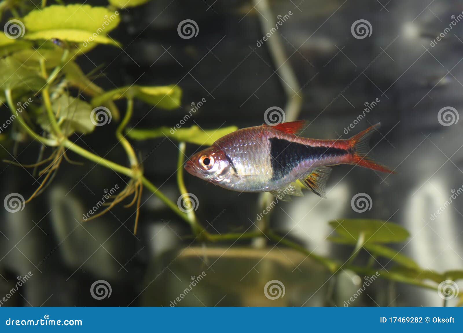 Akwarium ryba zdjęcie stock. Obraz złożonej z życie, przedpole - 17469282