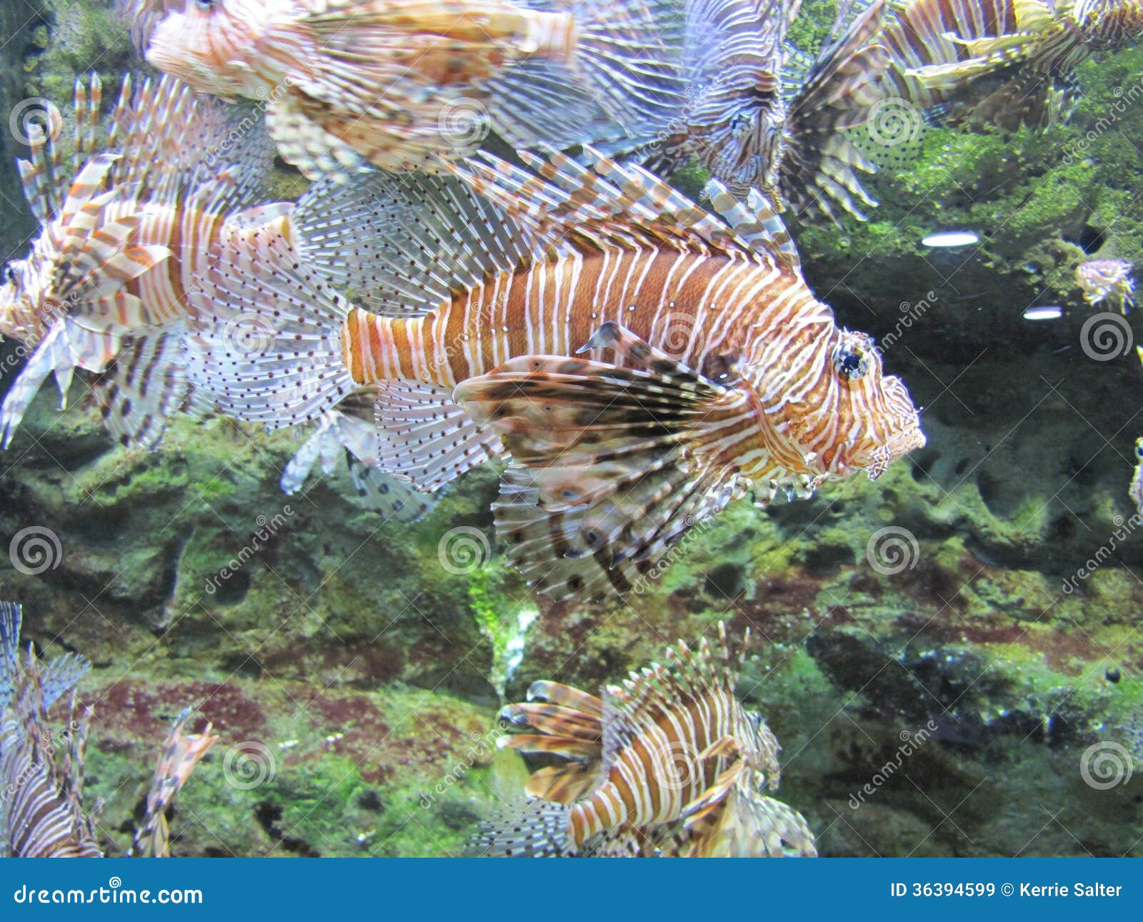 Akwarium ryba obraz stock. Obraz złożonej z koral, gilly - 36394599