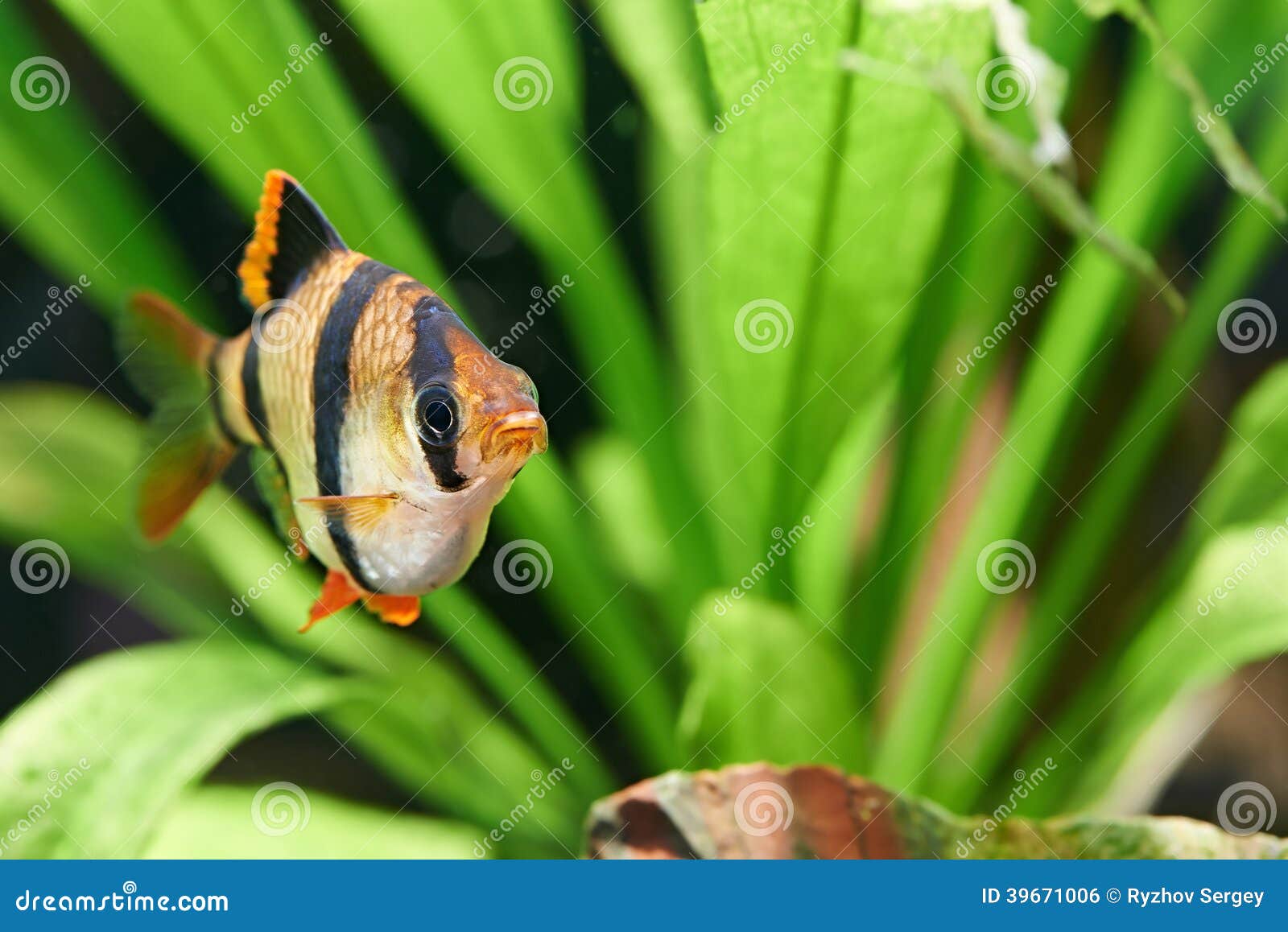 Akwarium Ryba. Barbus Puntius Tetrazona Zdjęcie Stock - Obraz złożonej ...