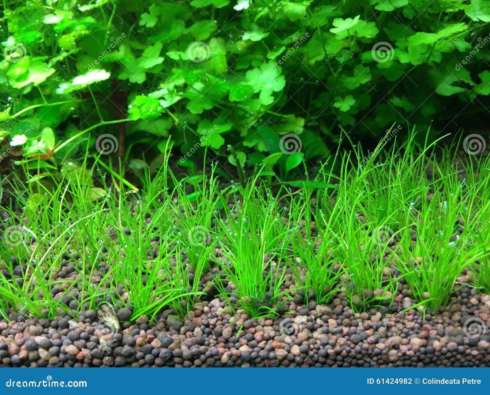 Akwarium trawa super fotografia editorial. Obraz złożonej z roślina ...