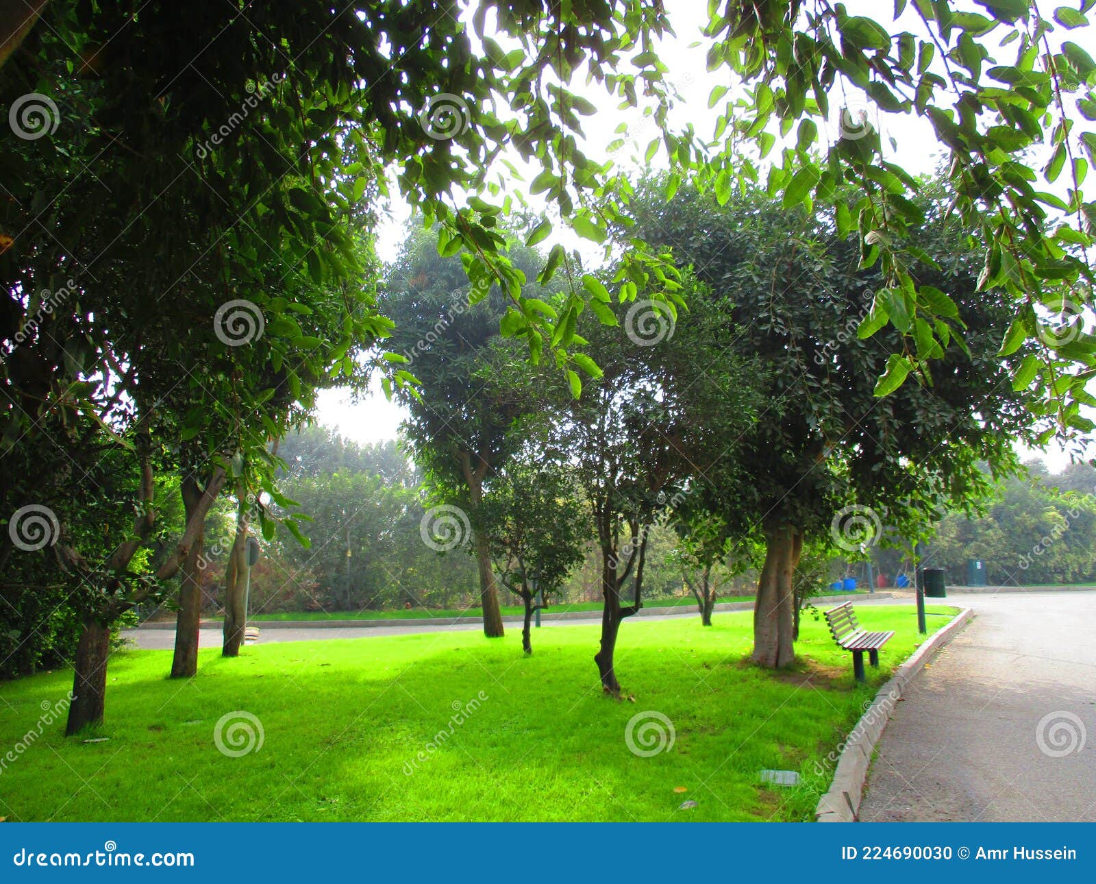 Al Azhar Park stock photo. Image of nature, trees, azhar - 224690030