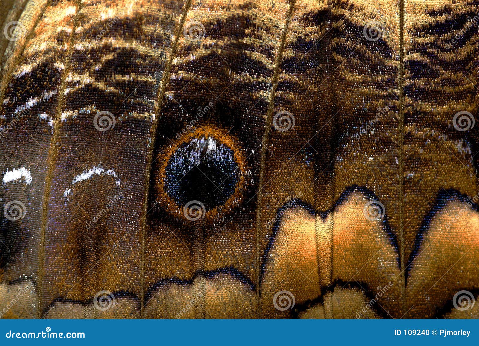 Ala della farfalla fotografia stock. Immagine di bello - 109240