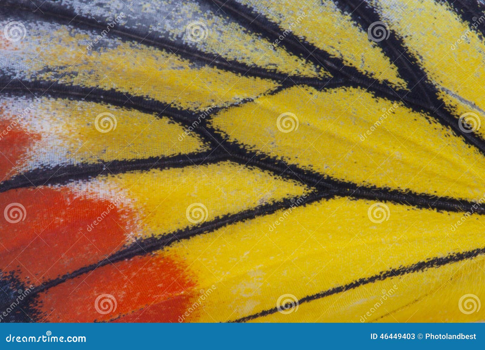 Ala Della Farfalla Di Monarca Immagine Stock - Immagine di colore ...