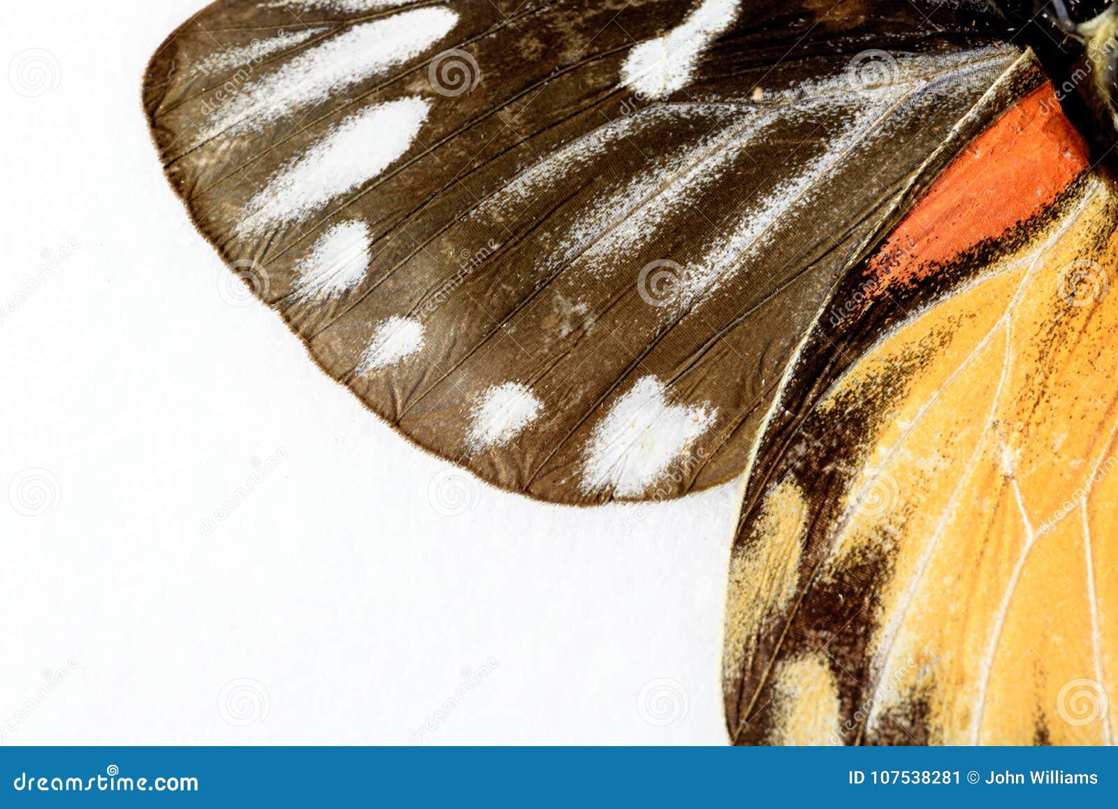 Ala Della Farfalla in Macro Primo Piano Immagine Stock - Immagine di ...