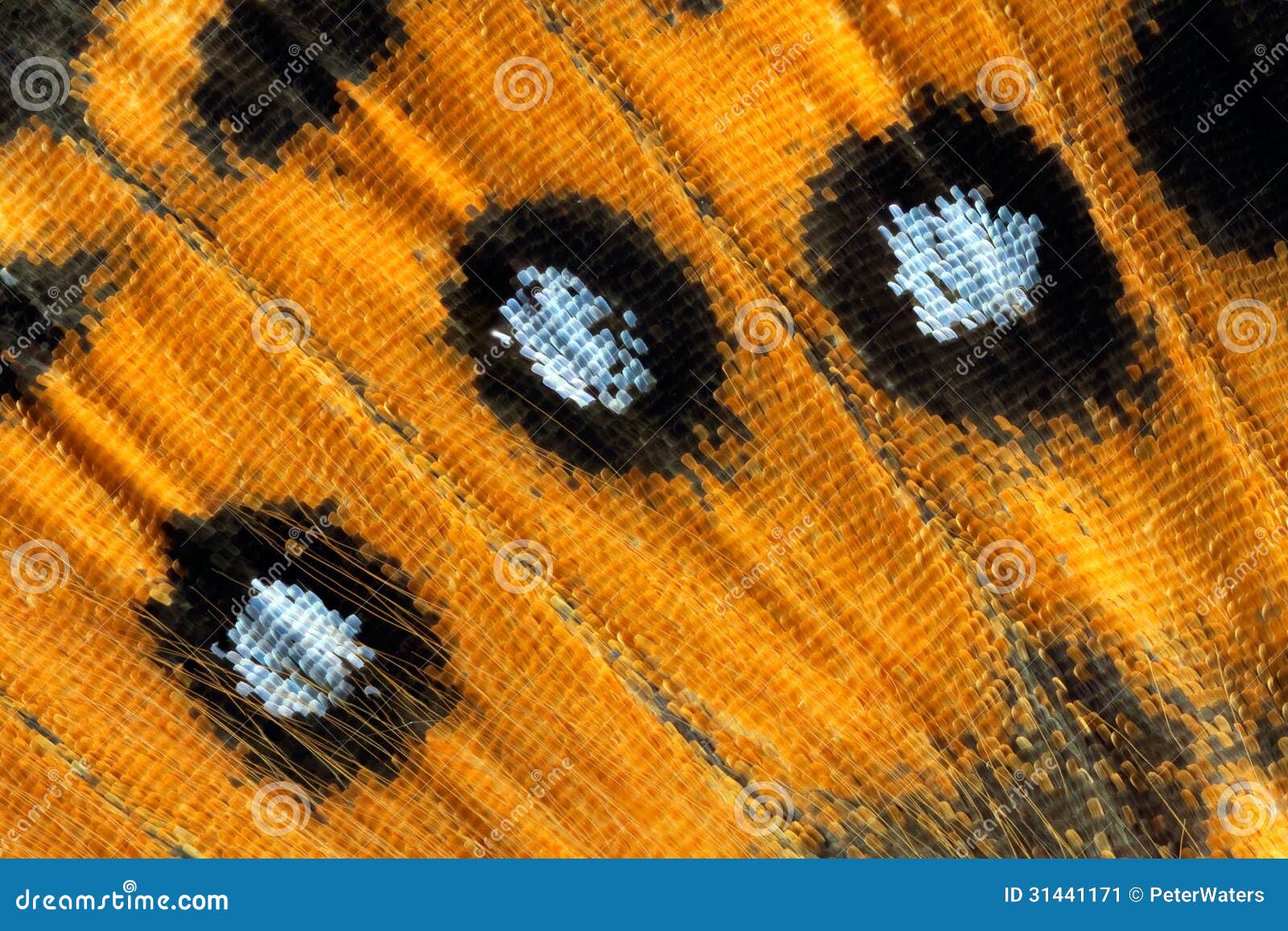 Ala Della Farfalla, Signora Dipinta, Vanessa Kershawi Immagine Stock ...