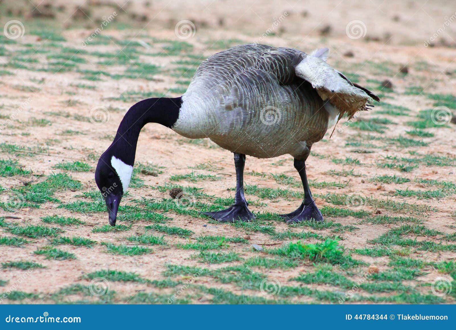 Ala rota ganso foto de archivo. Imagen de canadiense - 44784344