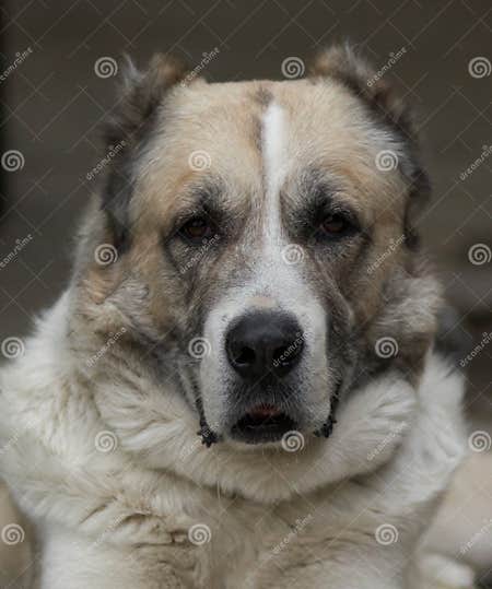 Alabai stock image. Image of flock, wool, breeds, mouth - 11977067